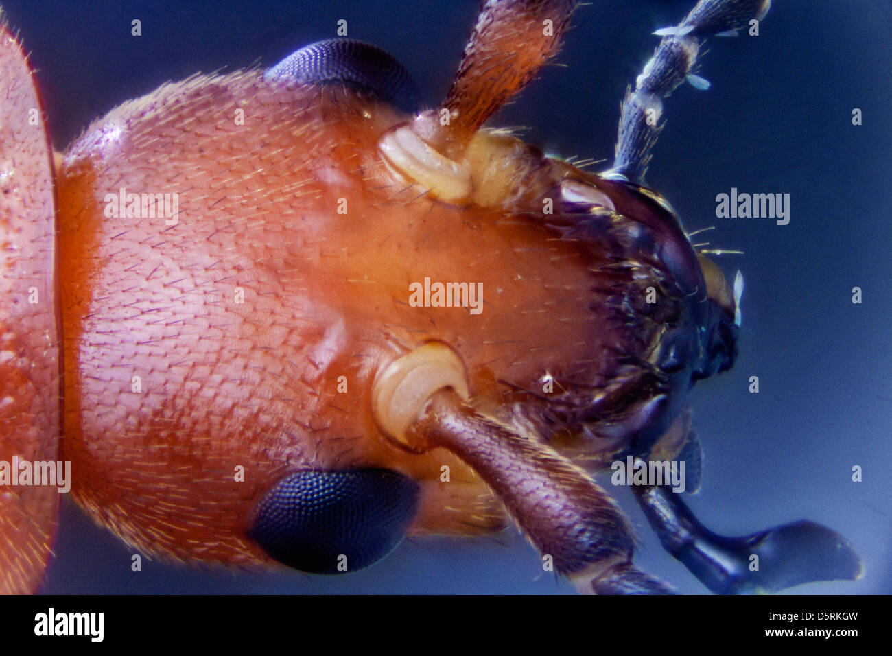 Micro Photo of a Beetle Stock Photo - Alamy