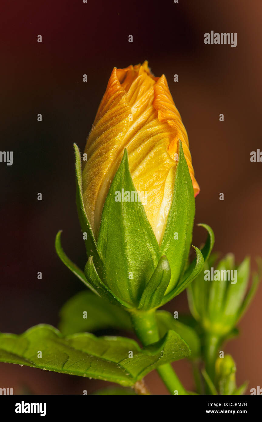 Hawaii blumen hi-res stock photography and images - Alamy