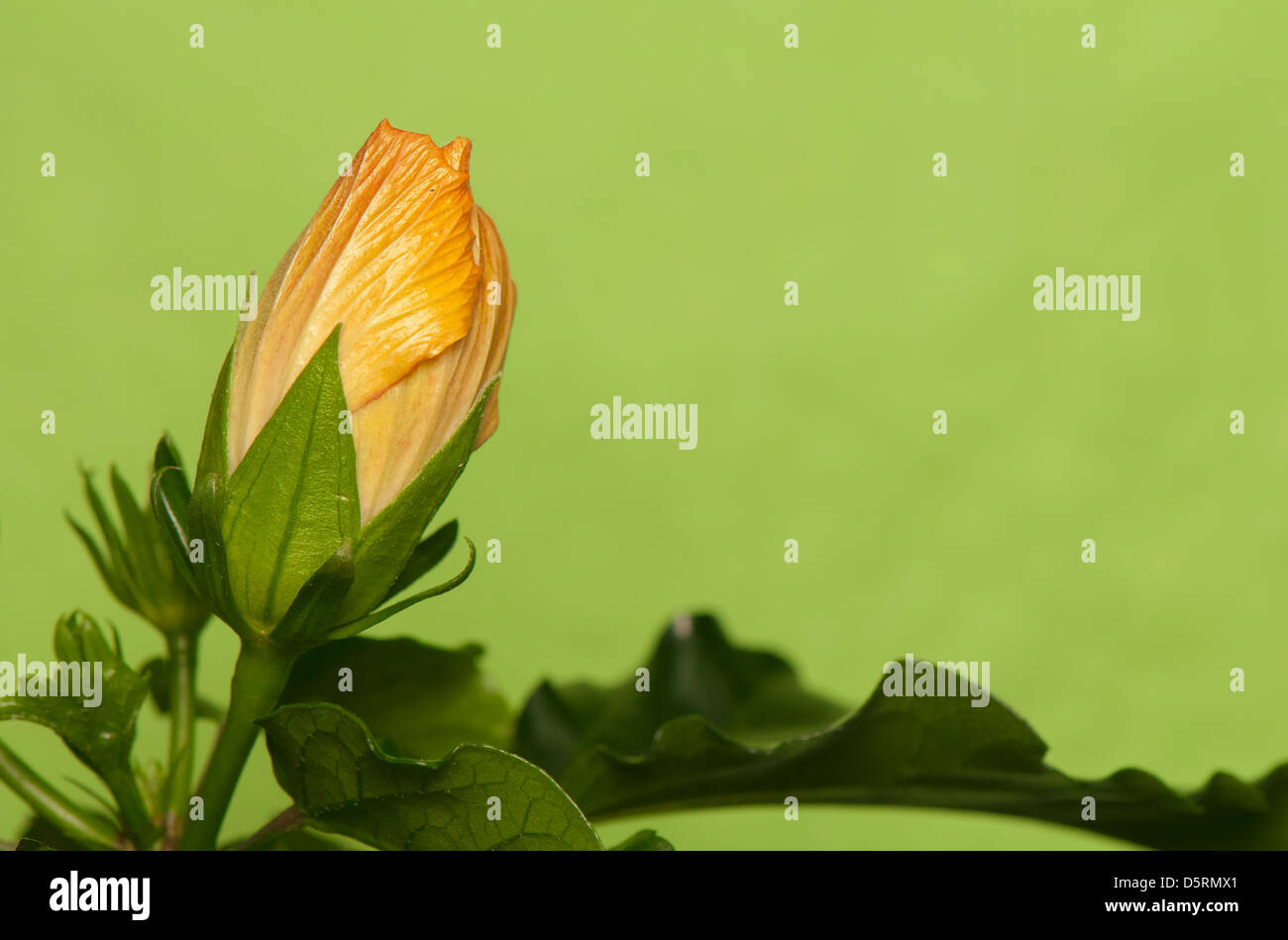 Hawaii blumen hi-res stock photography and images - Alamy
