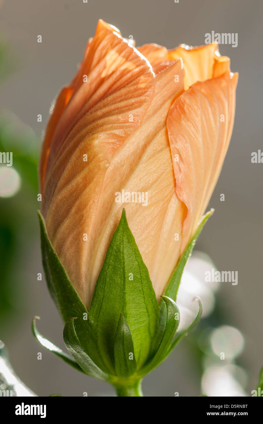 Hawaii blumen hi-res stock photography and images - Alamy