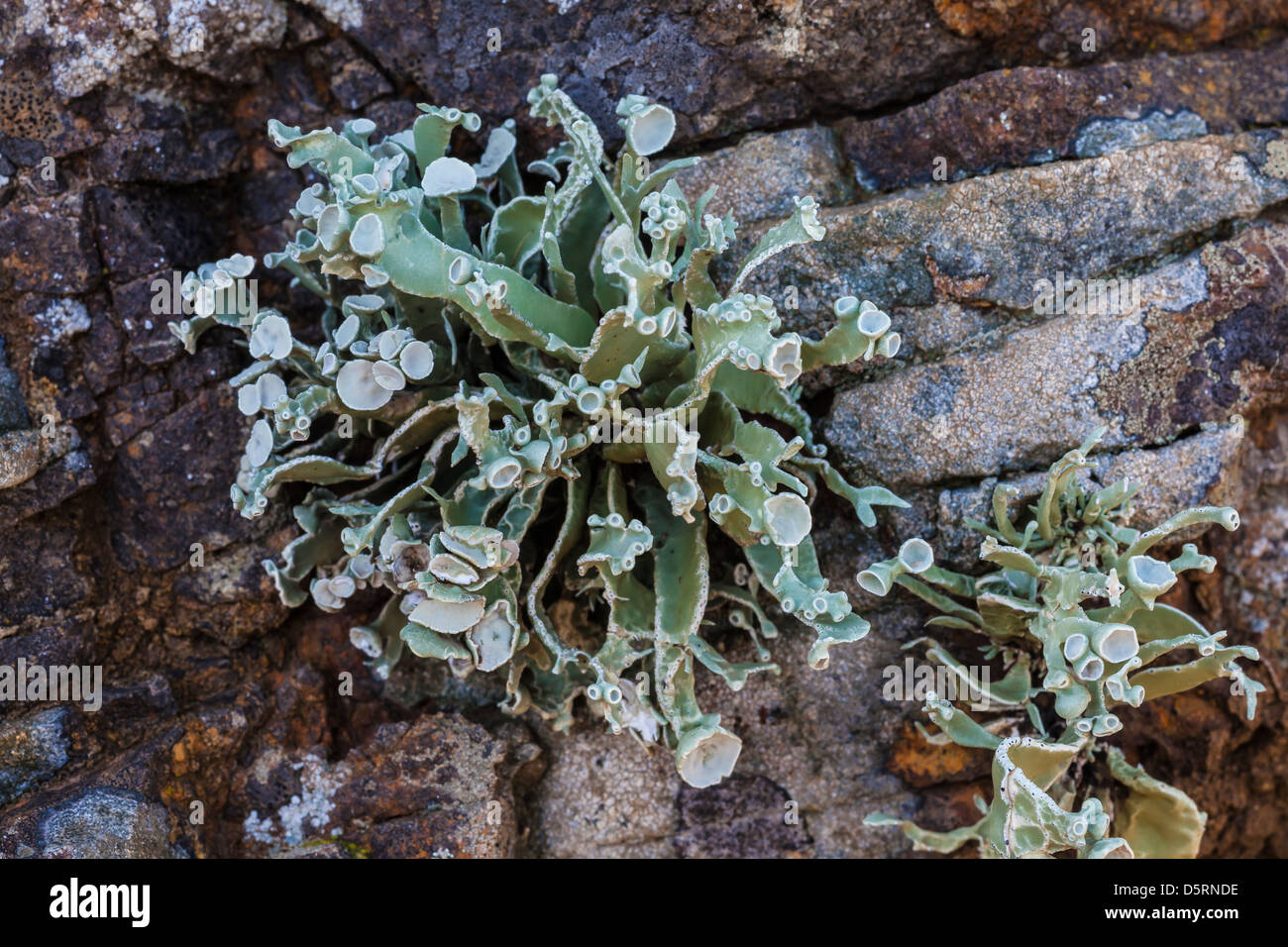 Lichen growing on rocky cliff along Smugglers Road, Santa Cruz Island ...