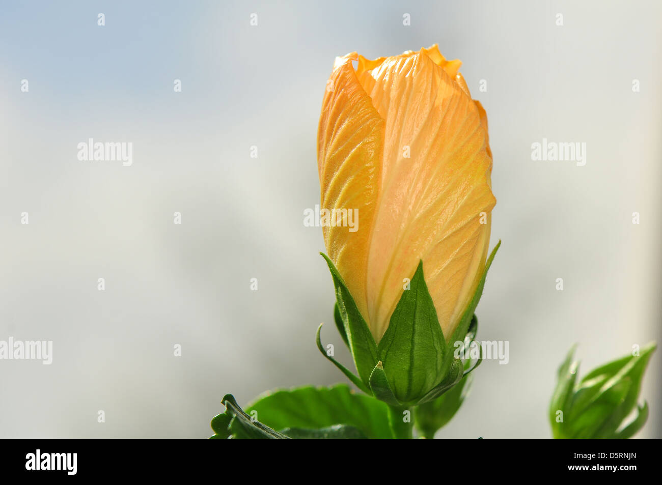 Hawaii blumen hi-res stock photography and images - Alamy