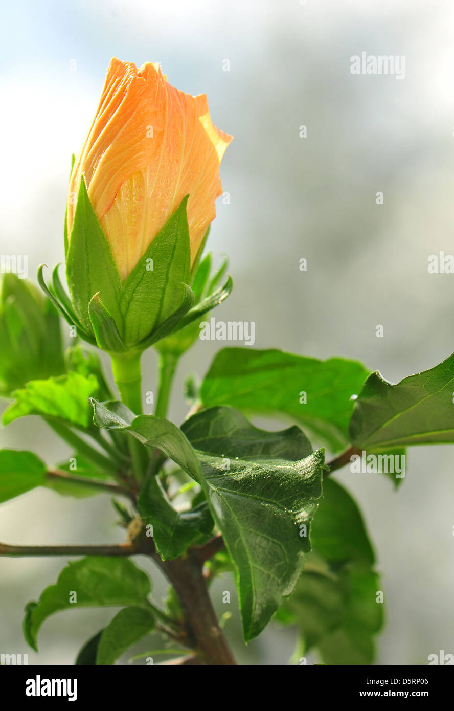 Hawaii blumen hi-res stock photography and images - Alamy