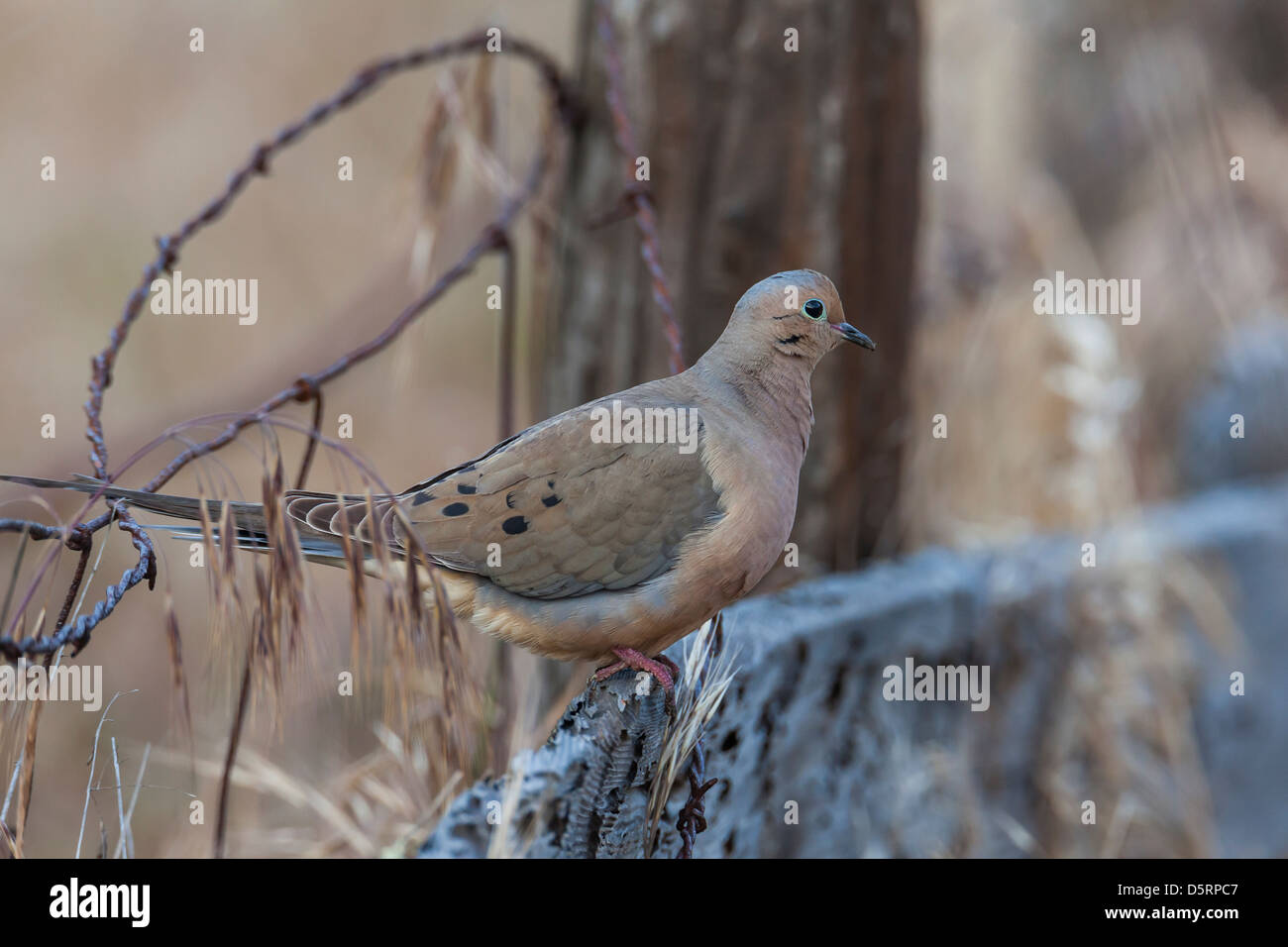 Mourning Dove perched on an old ranch fence on Santa Cruz Island ...
