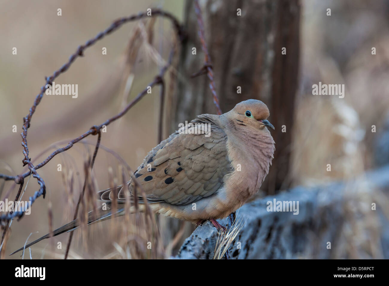 Mourning Dove perched on an old ranch fence on Santa Cruz Island ...