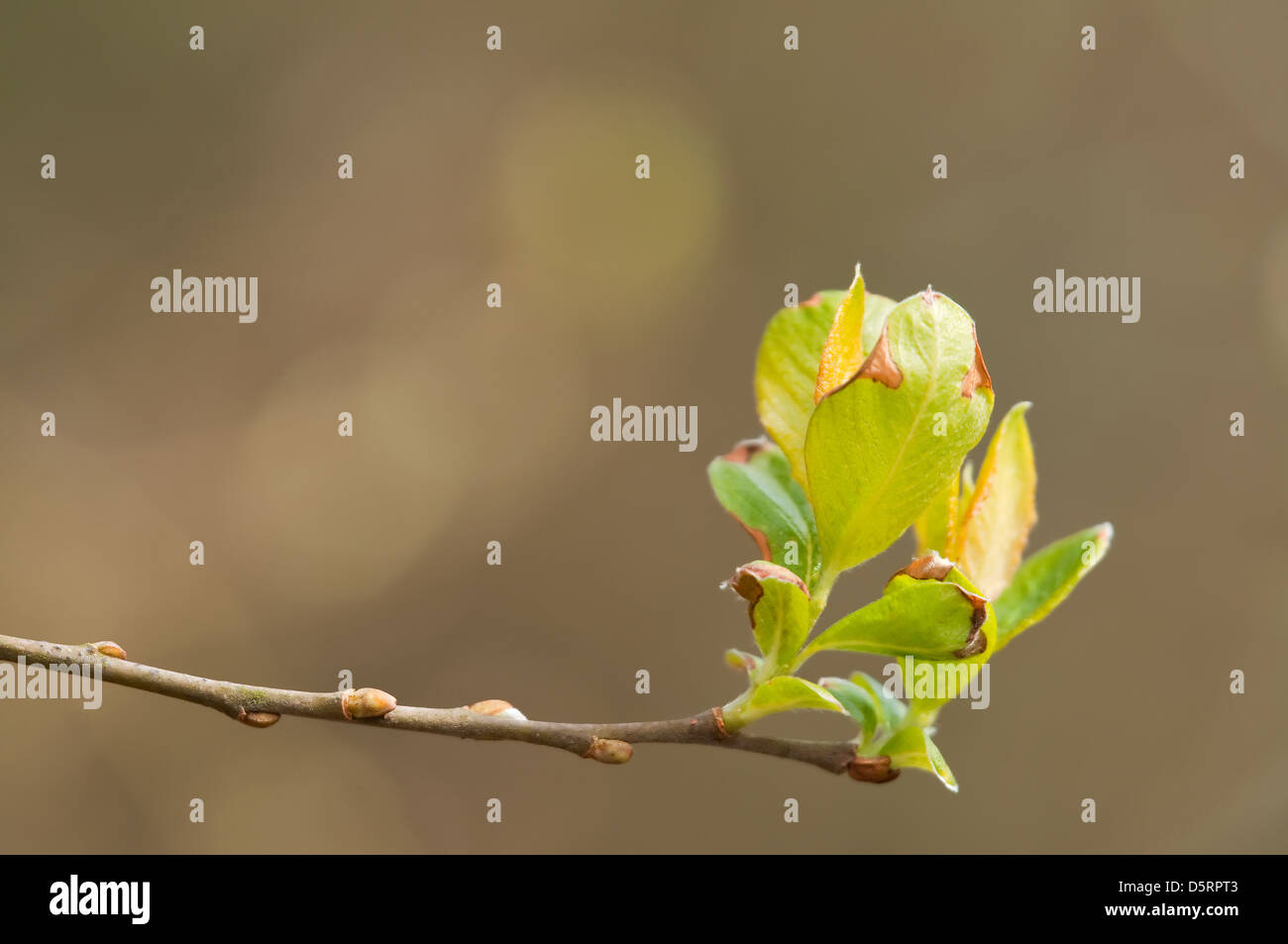 new growth as spring arrives at last Stock Photo - Alamy