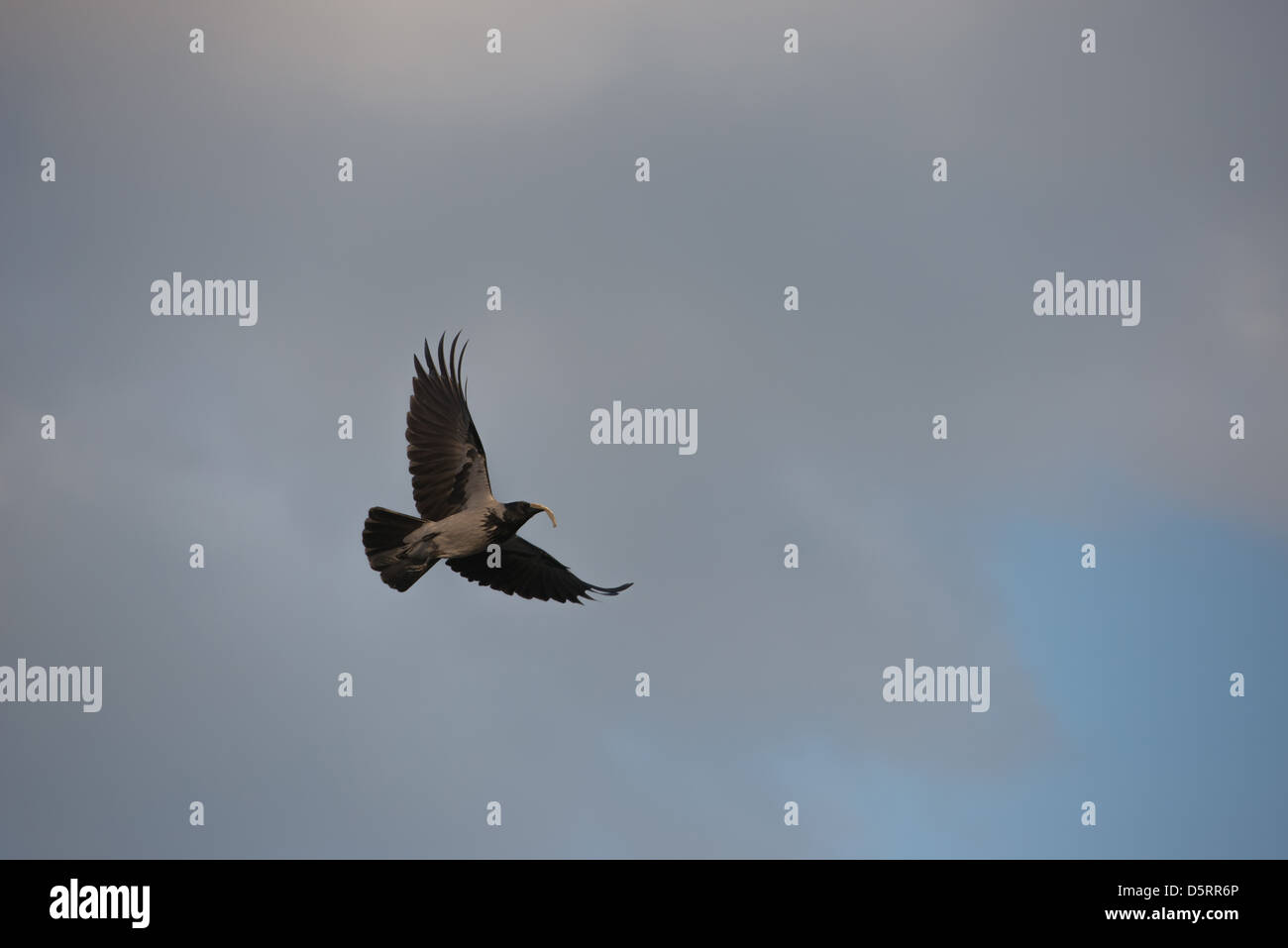 Raven is carrying food Stock Photo - Alamy