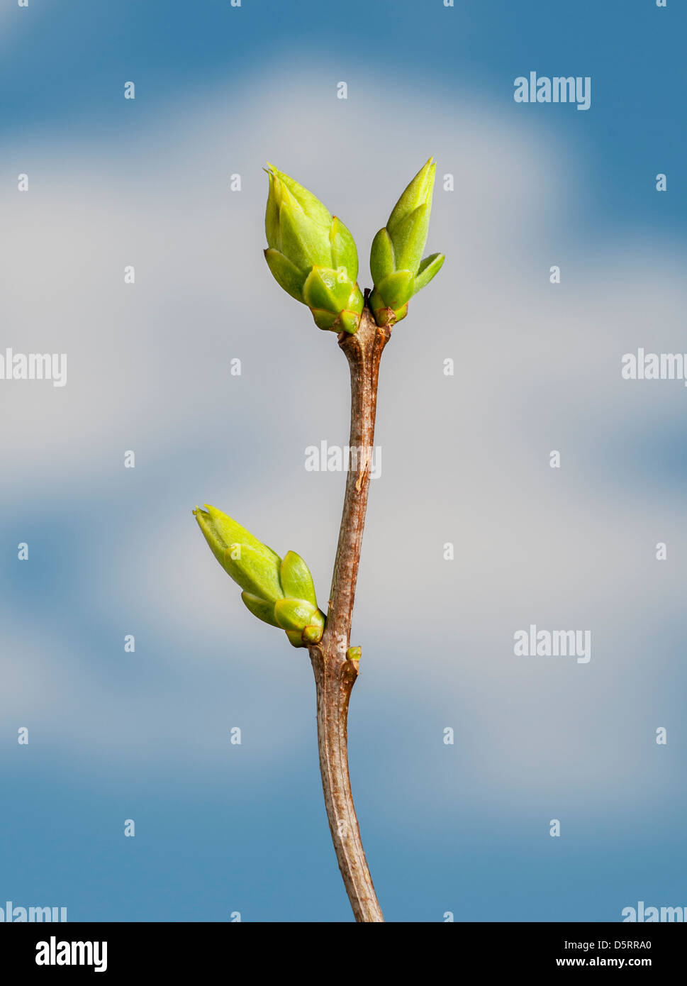 Side buds hi-res stock photography and images - Alamy