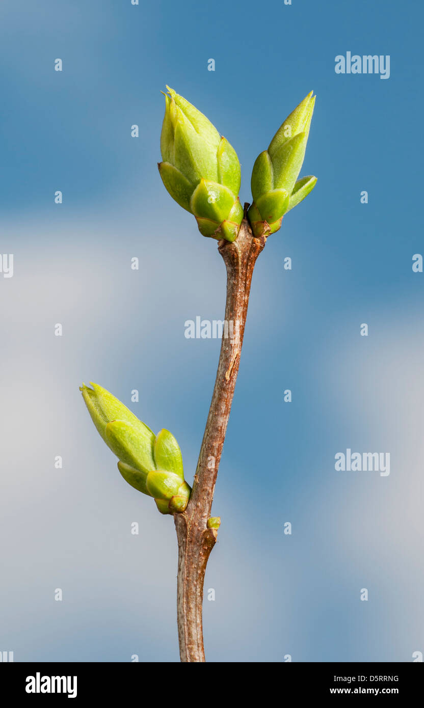 Side buds hi-res stock photography and images - Alamy