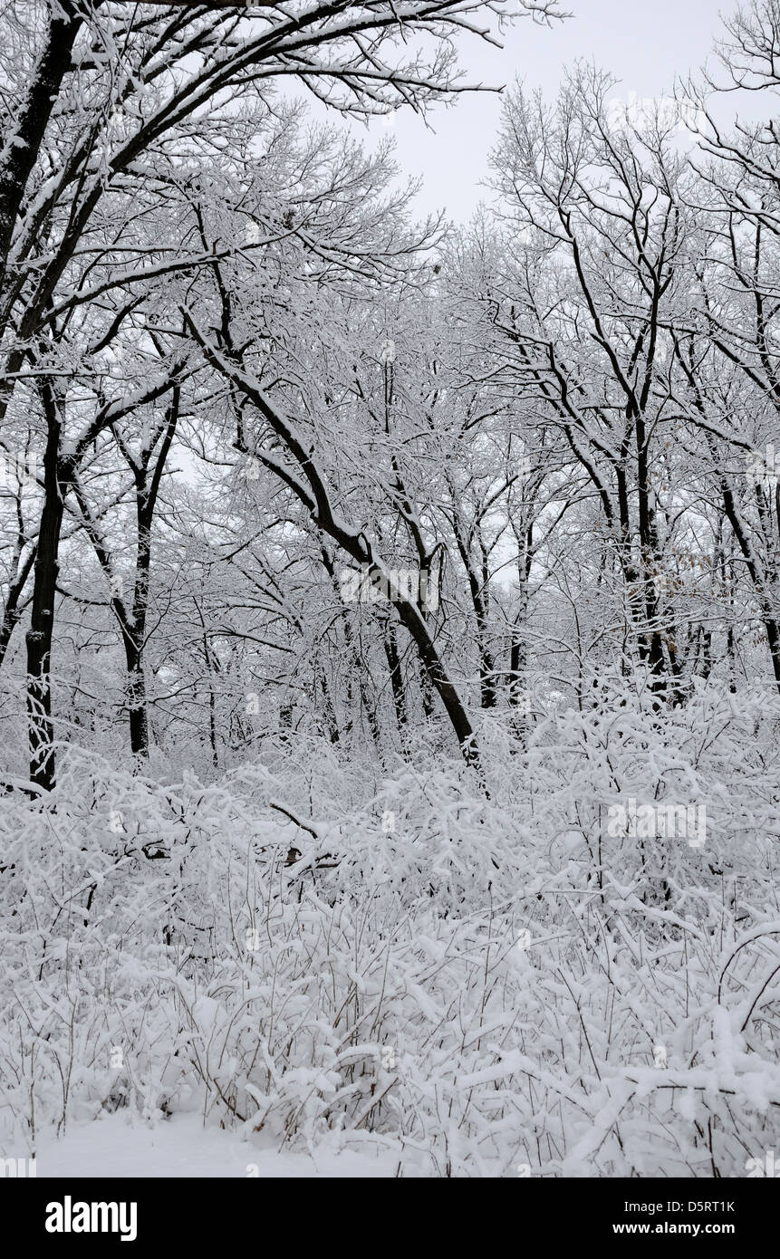 Dense forest savanna hi-res stock photography and images - Alamy