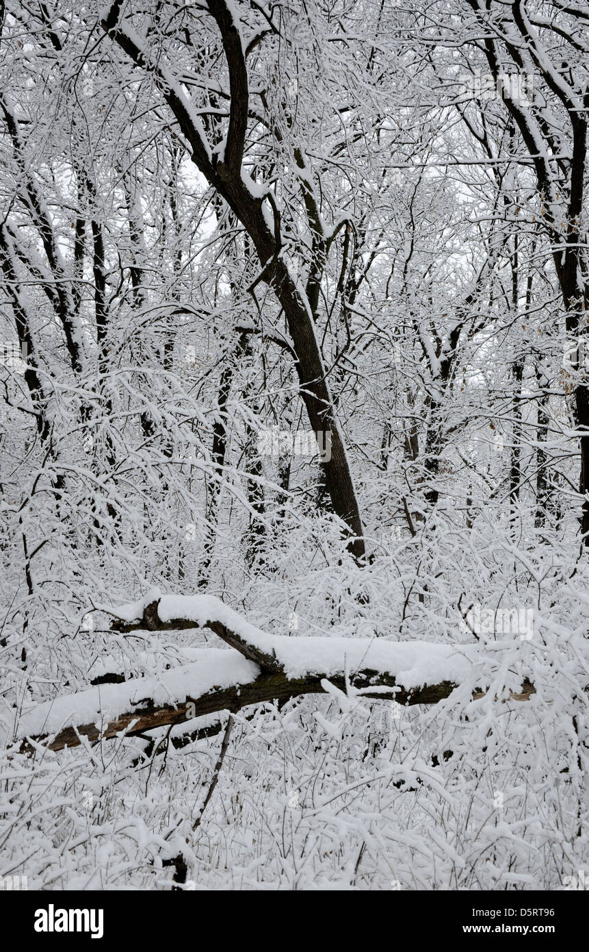 Dense forest savanna hi-res stock photography and images - Alamy