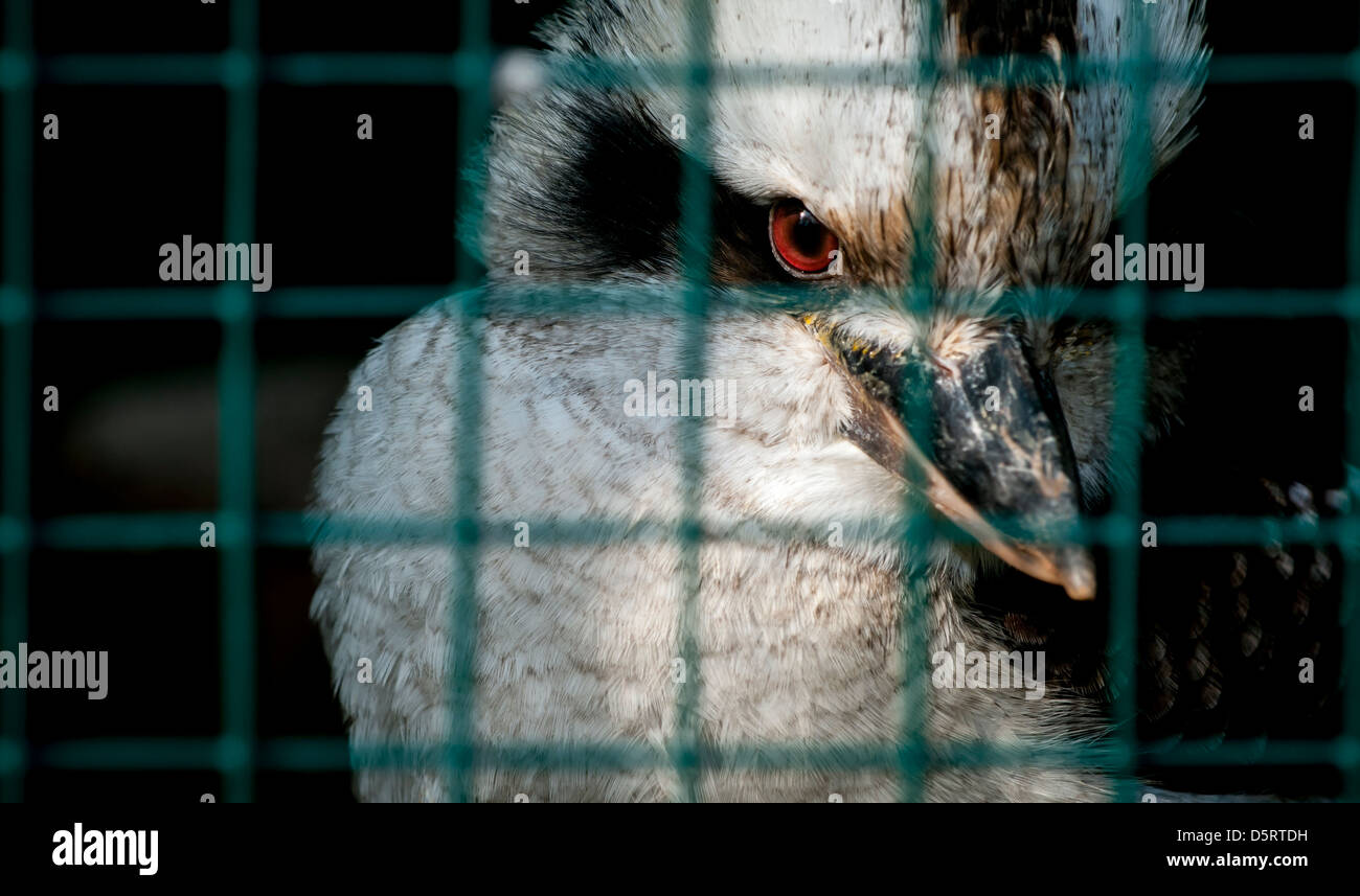 Captive bird cage hi-res stock photography and images - Alamy