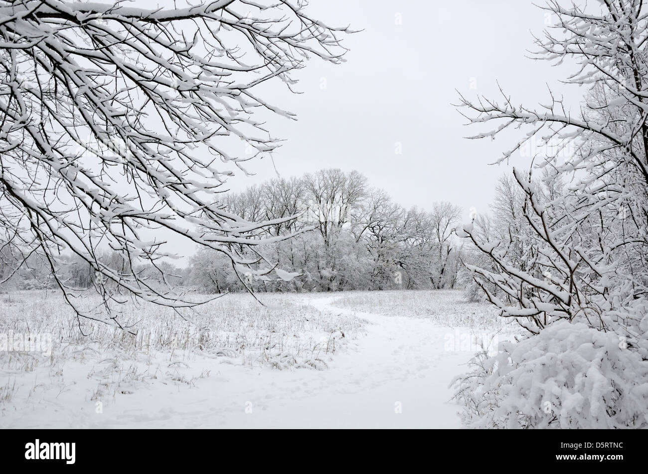Snow covered path in forest preserve Stock Photo - Alamy