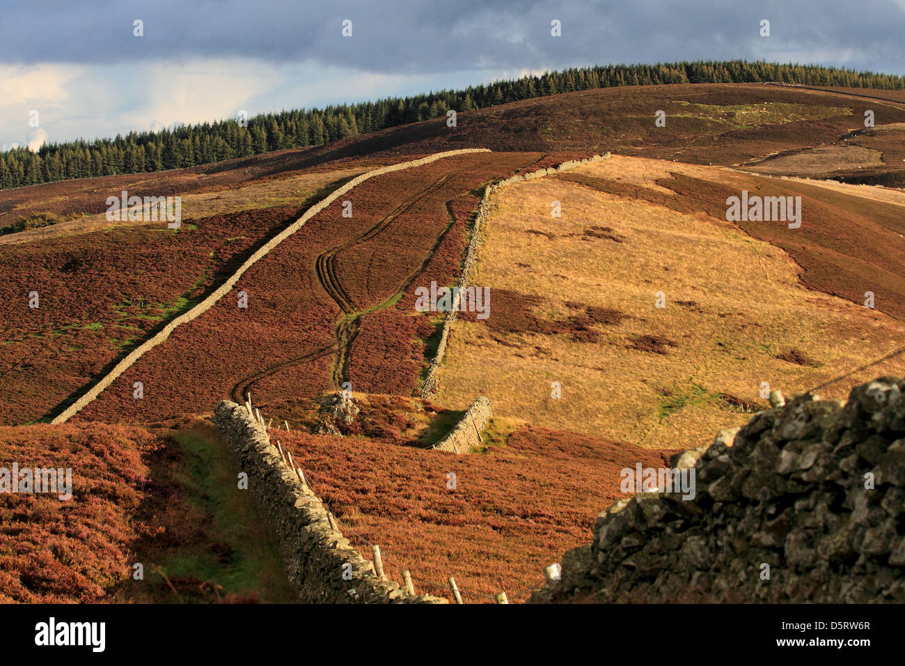 Drovers Road; Gypsy Glen, Peebles, Scottish Borders Stock Photo - Alamy