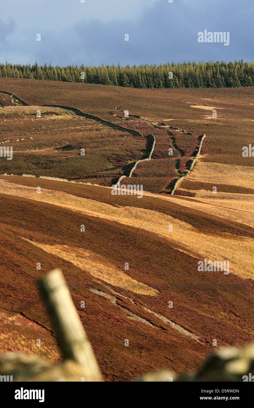 Drovers Road; Gypsy Glen, Peebles, Scottish Borders Stock Photo - Alamy