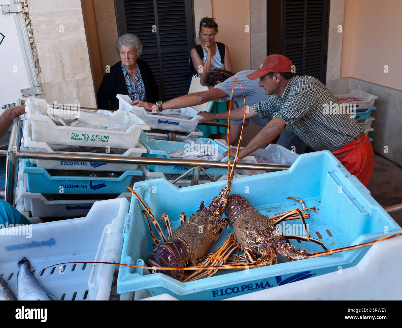 Lobsters Mallorca Fishermen sorting and unloading their daily catch ...