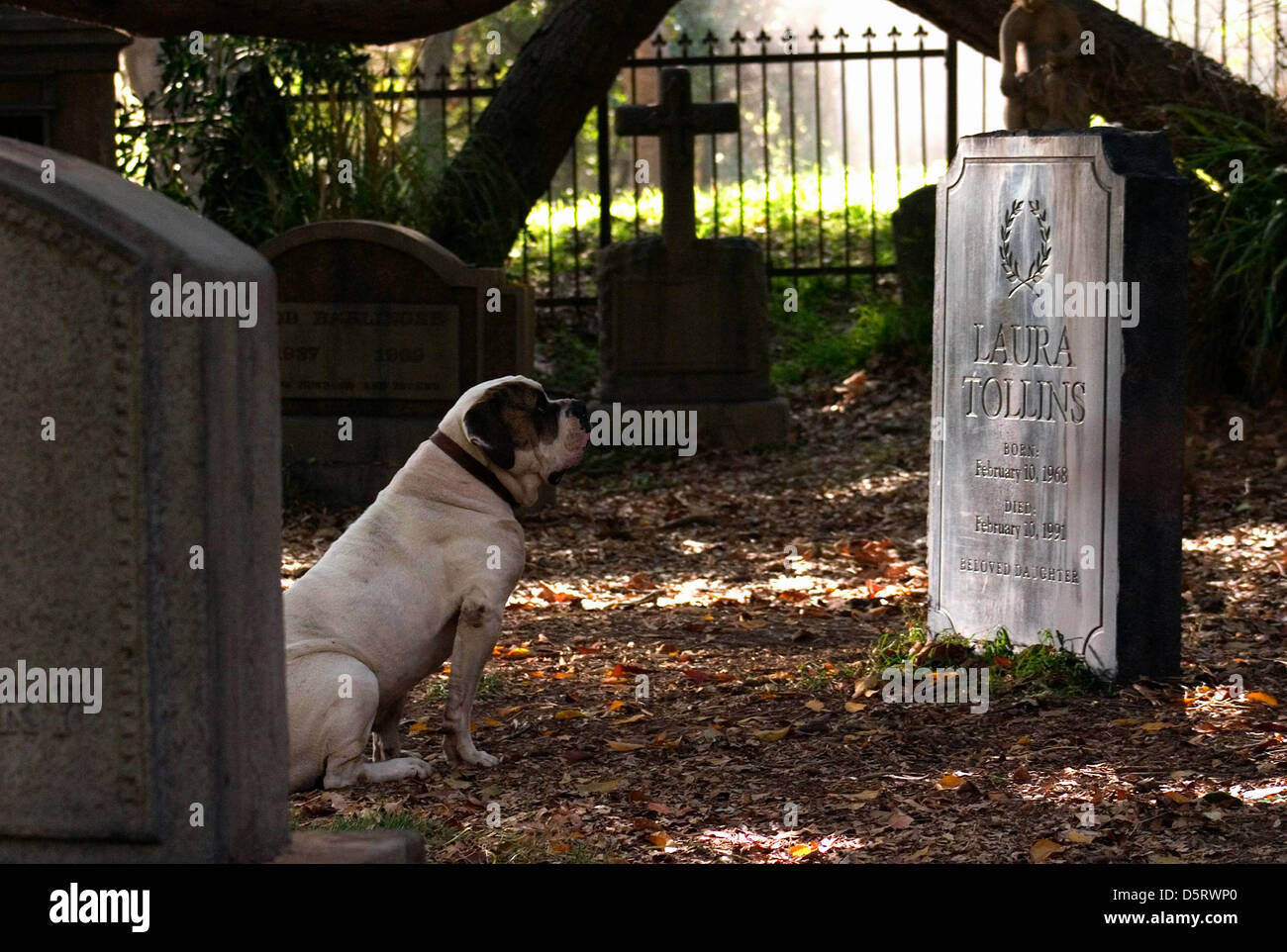 Dog Gravestone High Resolution Stock Photography and Images - Alamy