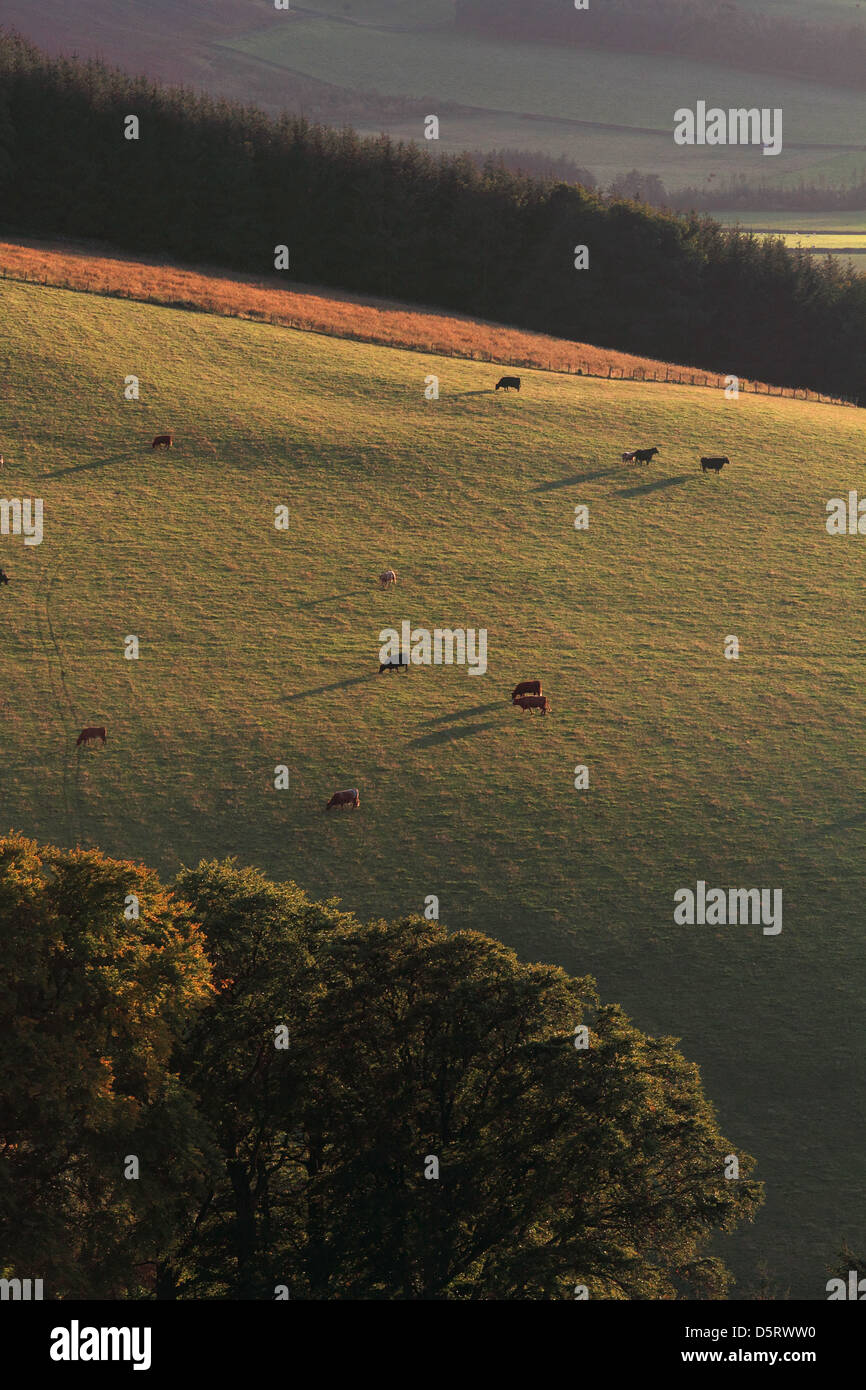 Evening light - Tweed Valley Farmland Stock Photo - Alamy