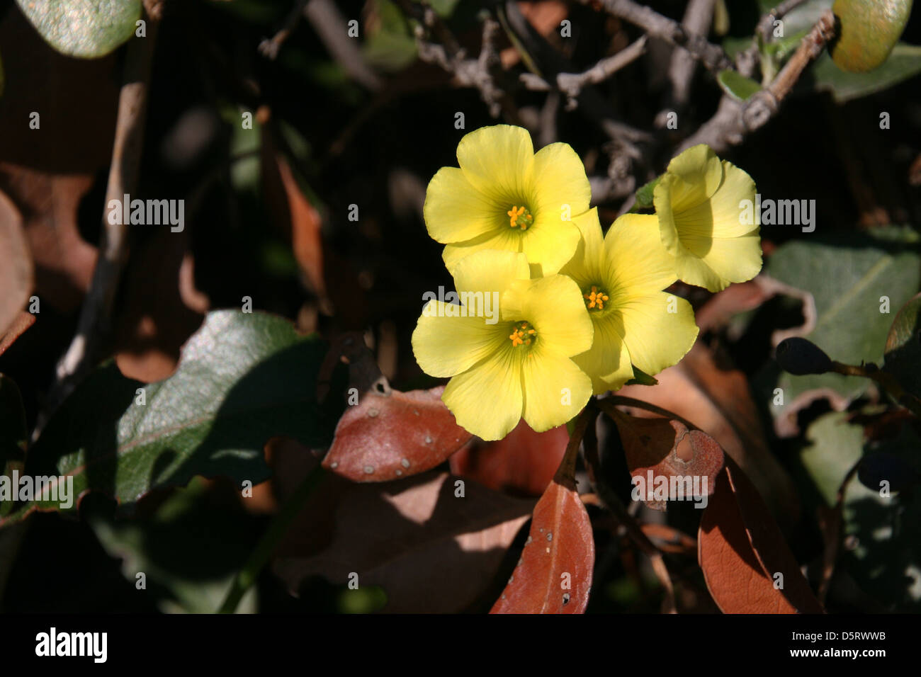 Yellow clover flowers hi-res stock photography and images - Alamy