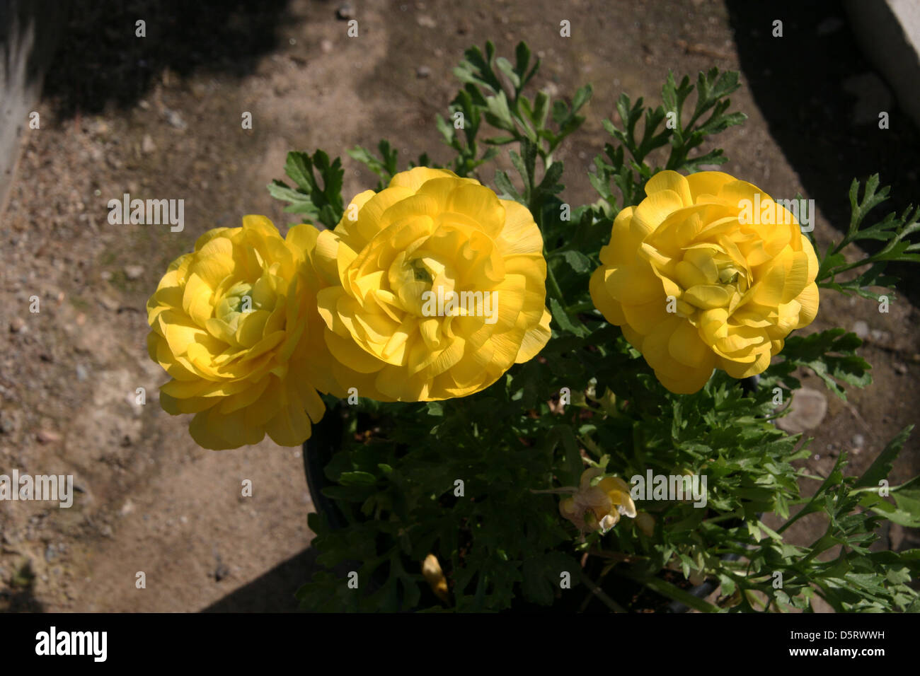 Three Yellow Ranunculus Blooms Stock Photo - Alamy