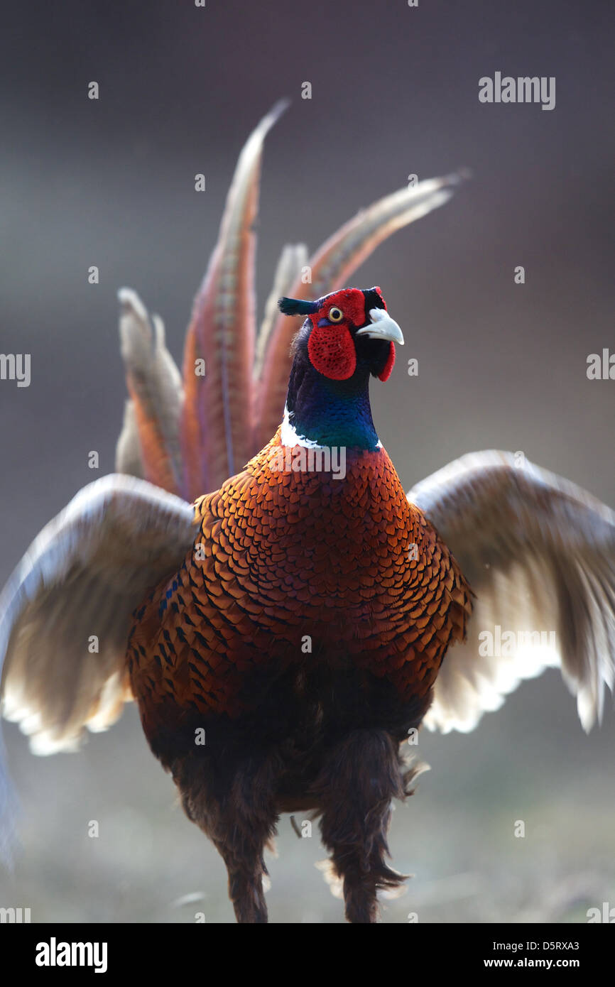 Male pheasant displaying during spring mating ritual Stock Photo - Alamy
