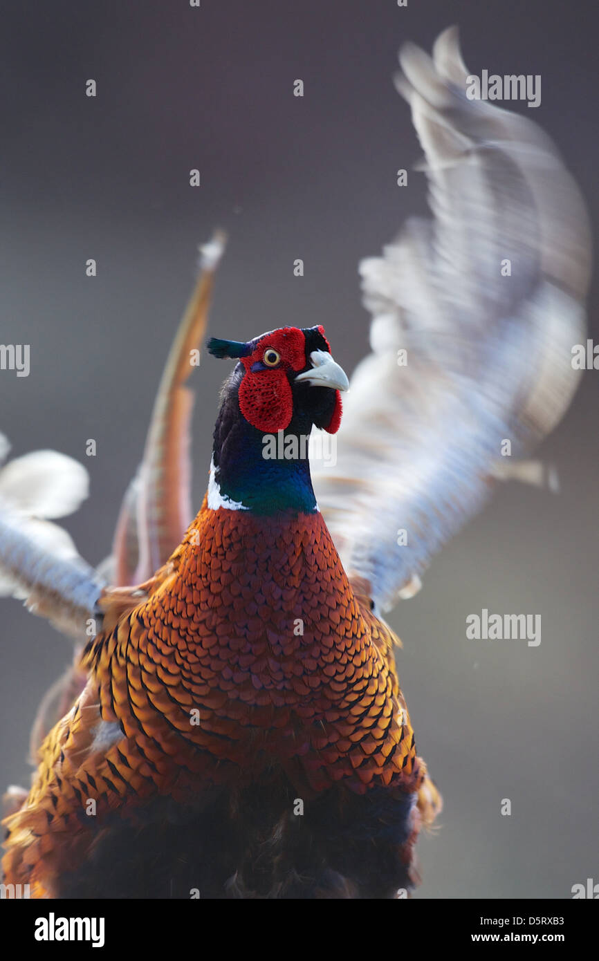 Male pheasant displaying during spring mating ritual Stock Photo - Alamy