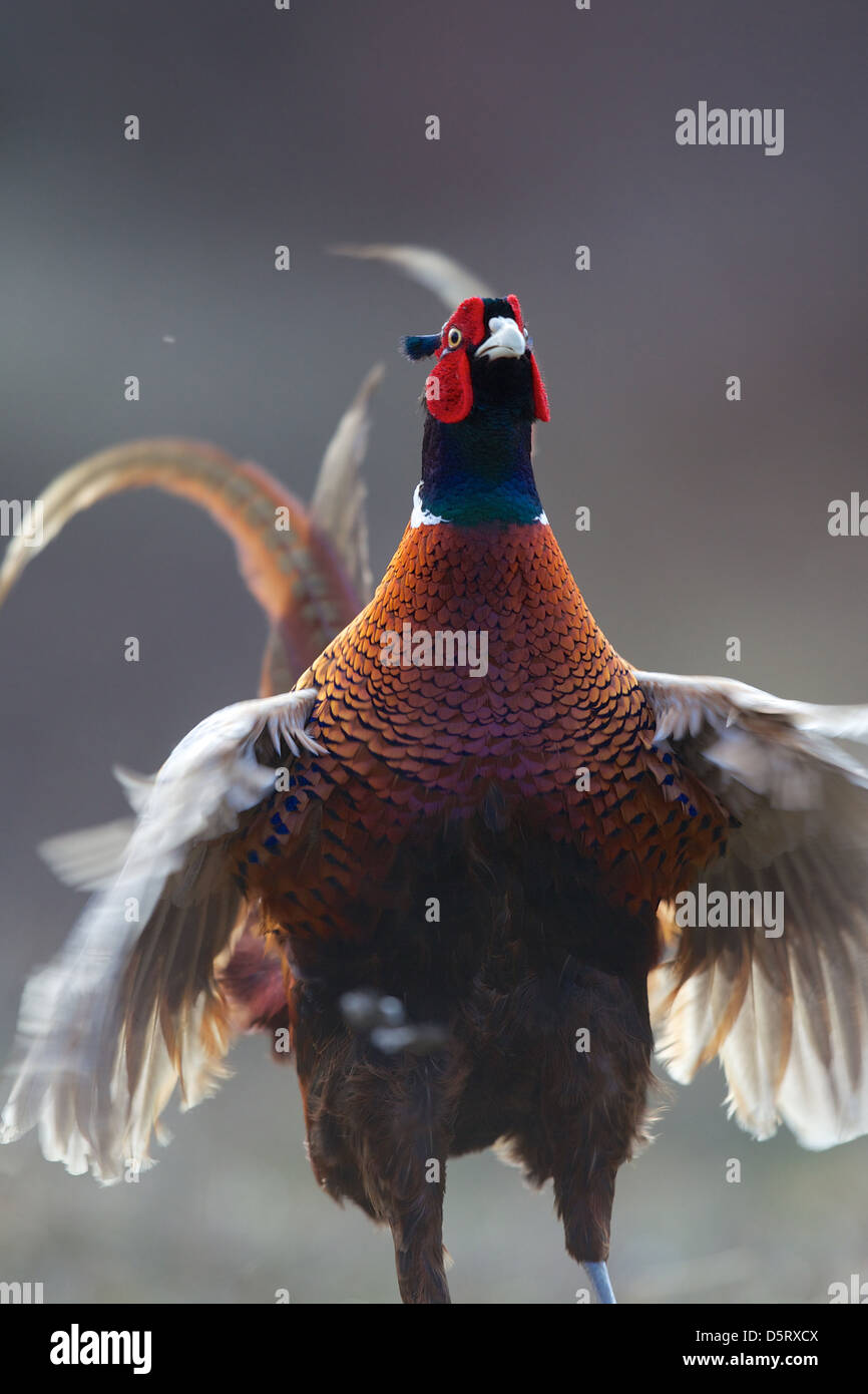 Male pheasant displaying during spring mating ritual Stock Photo - Alamy