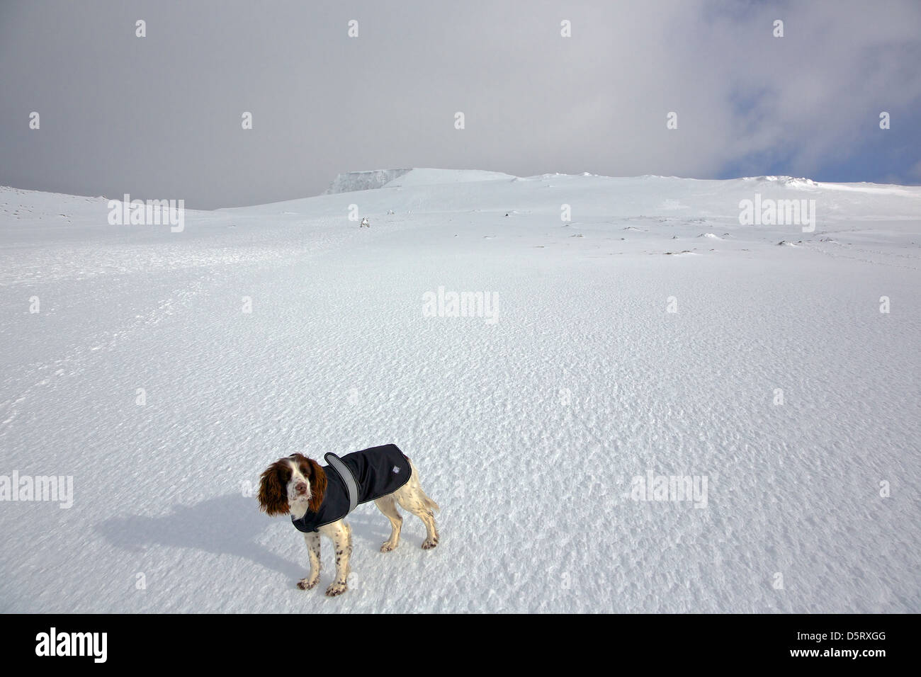 Springer Spaniel approaching the summit of Ben Nevis in snow Stock ...