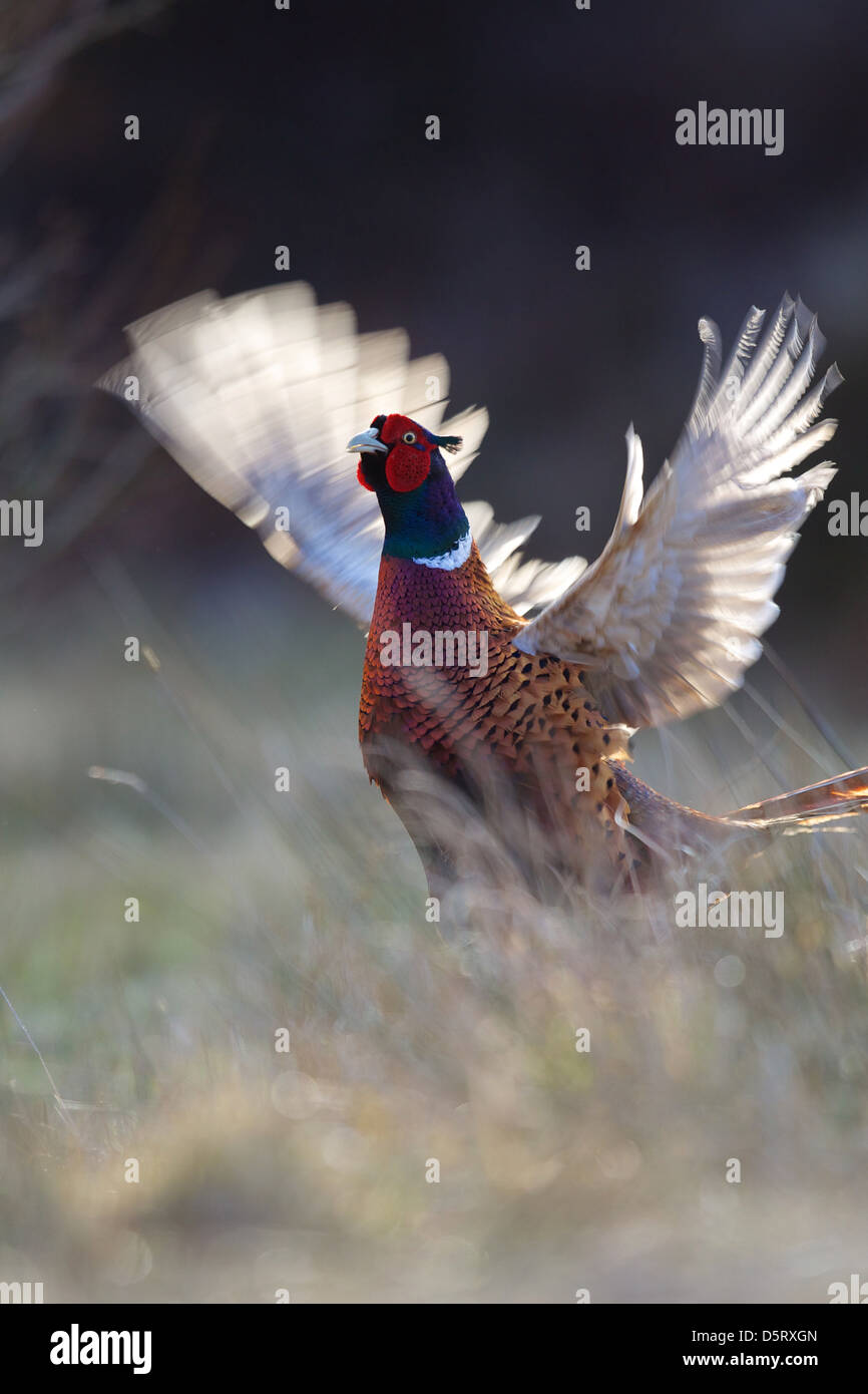Male pheasant displaying during spring mating ritual Stock Photo - Alamy