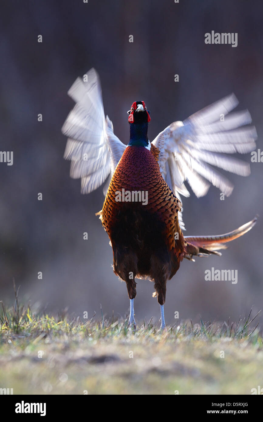Head on view of a male pheasant flapping wings during mating display ...
