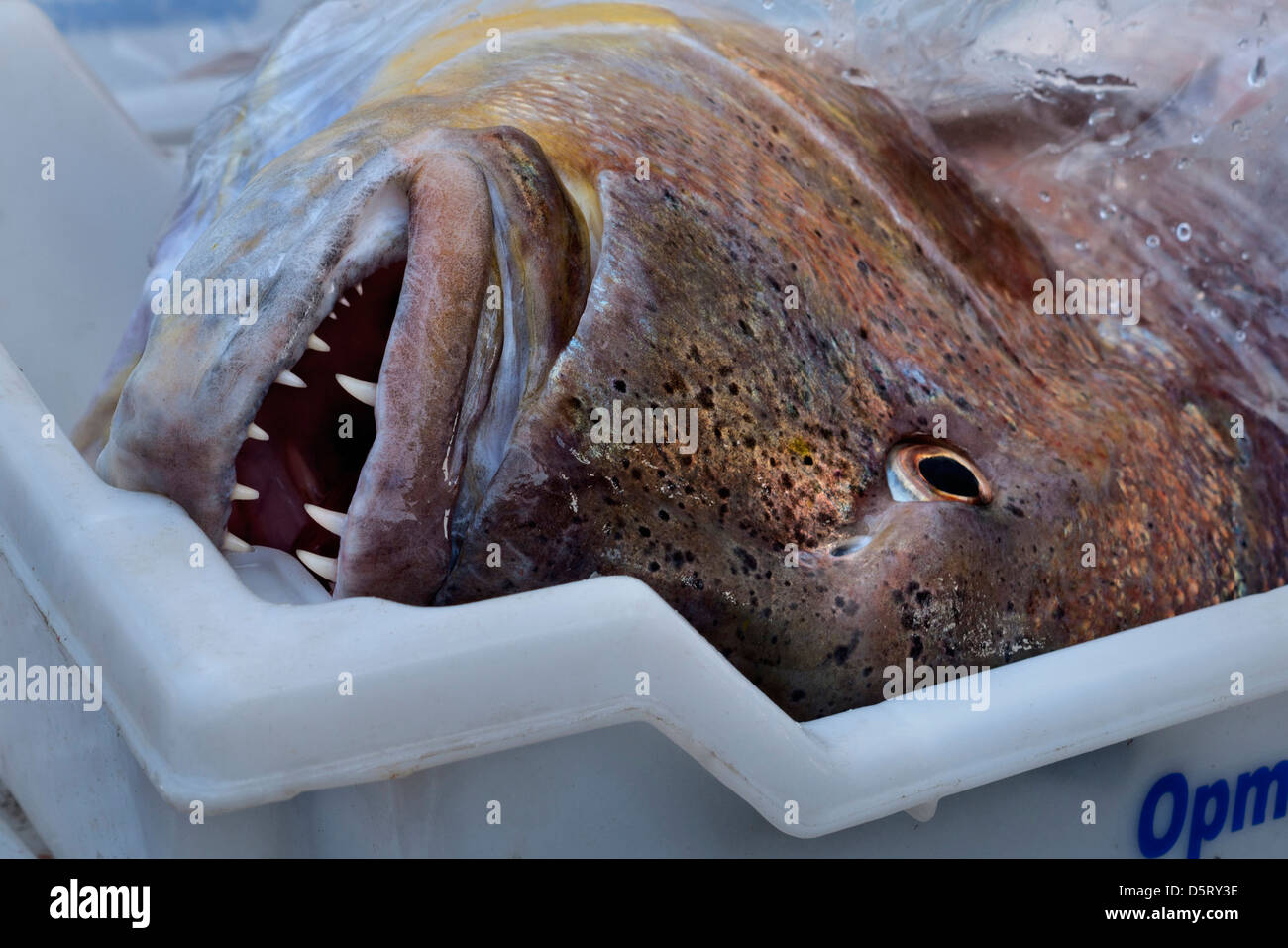 Freshly caught Monkfish on Cala Figuera quay side fish market Mallorca ...