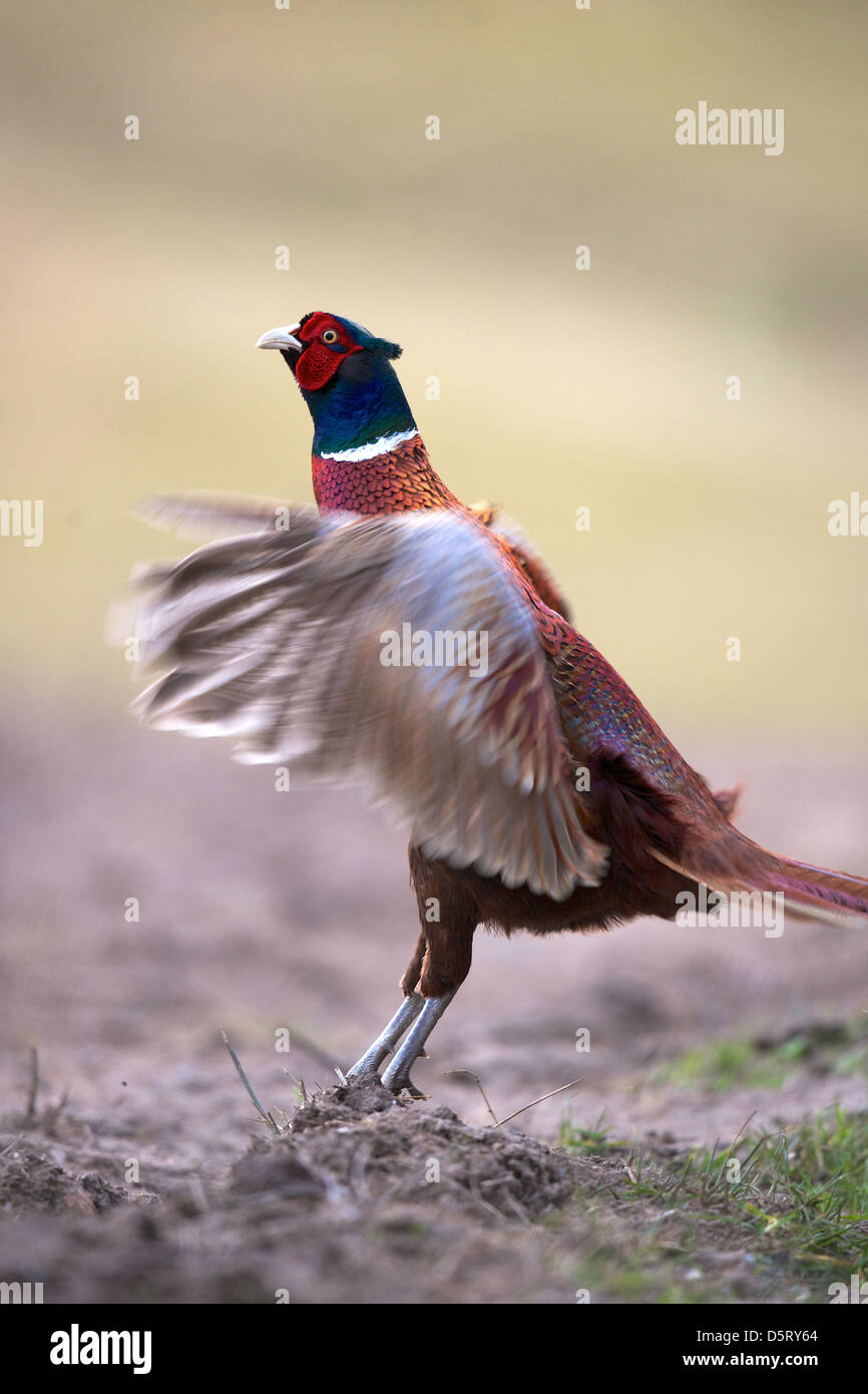 Male pheasant flapping wings during mating display ritual Stock Photo ...