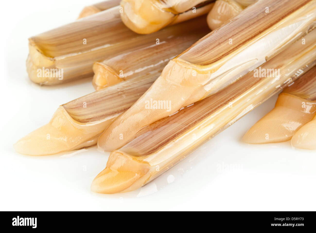 Siliqua hi-res stock photography and images - Alamy