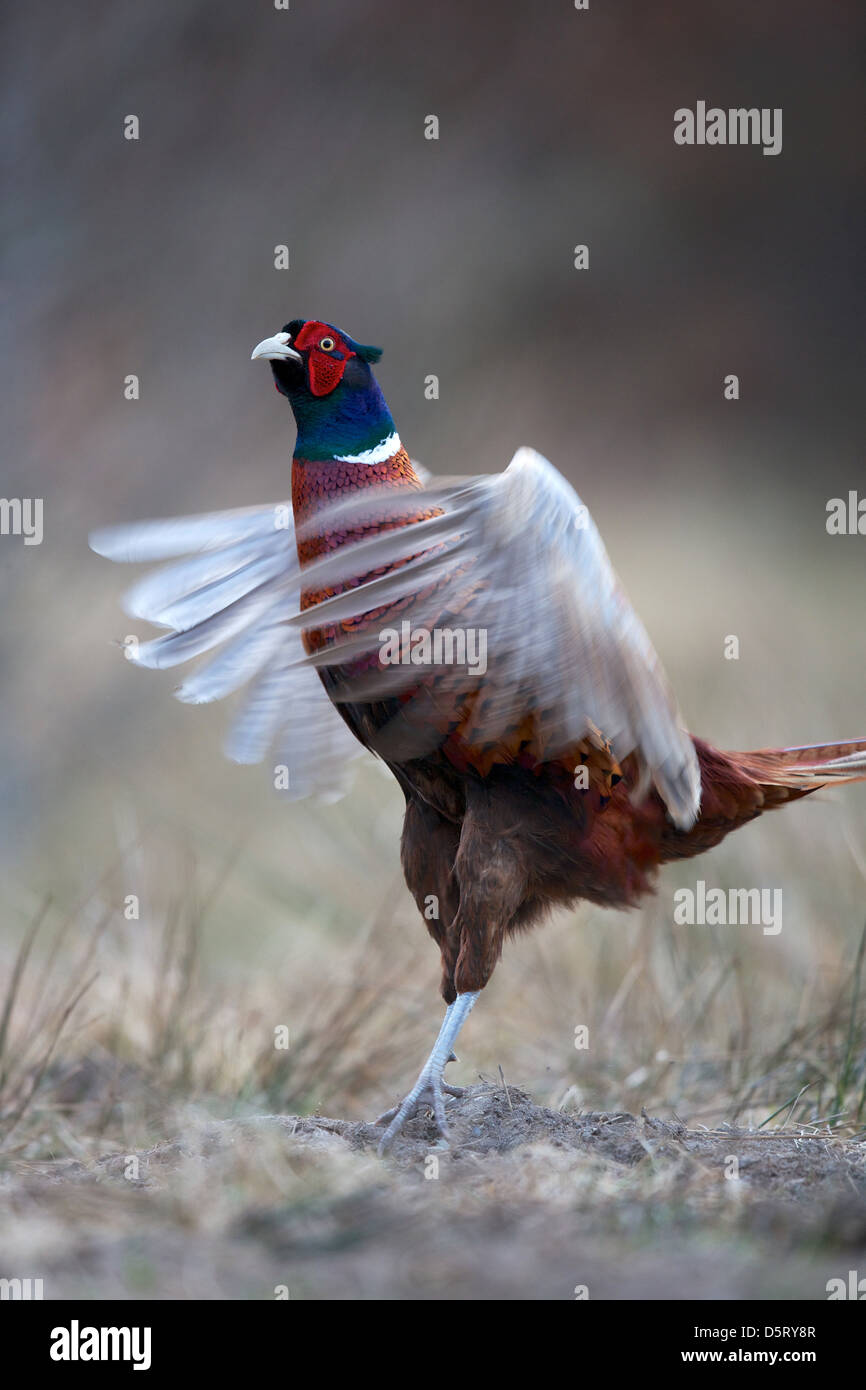 Male pheasant flapping wings during mating display ritual Stock Photo ...