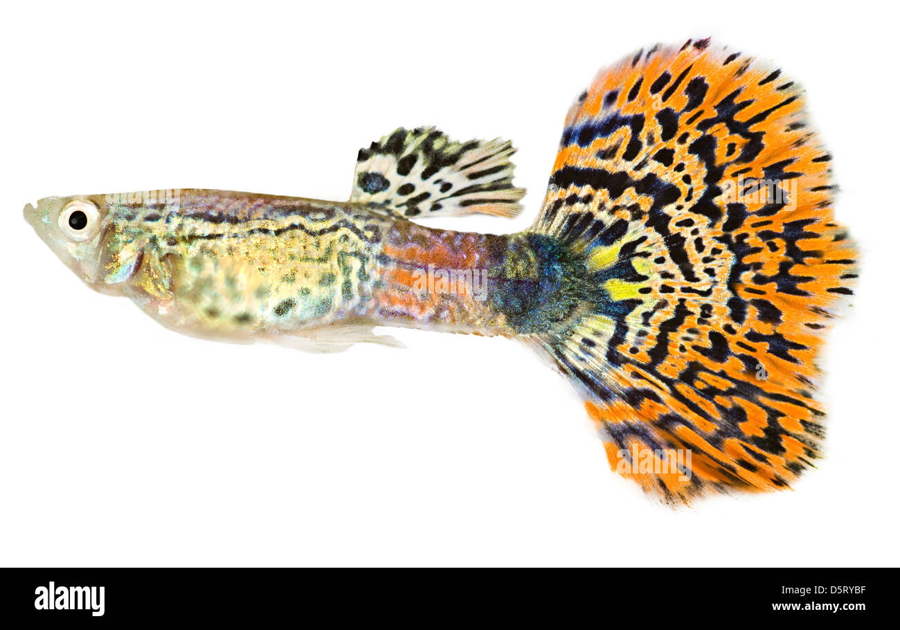 Guppy isolated against white background Stock Photo - Alamy