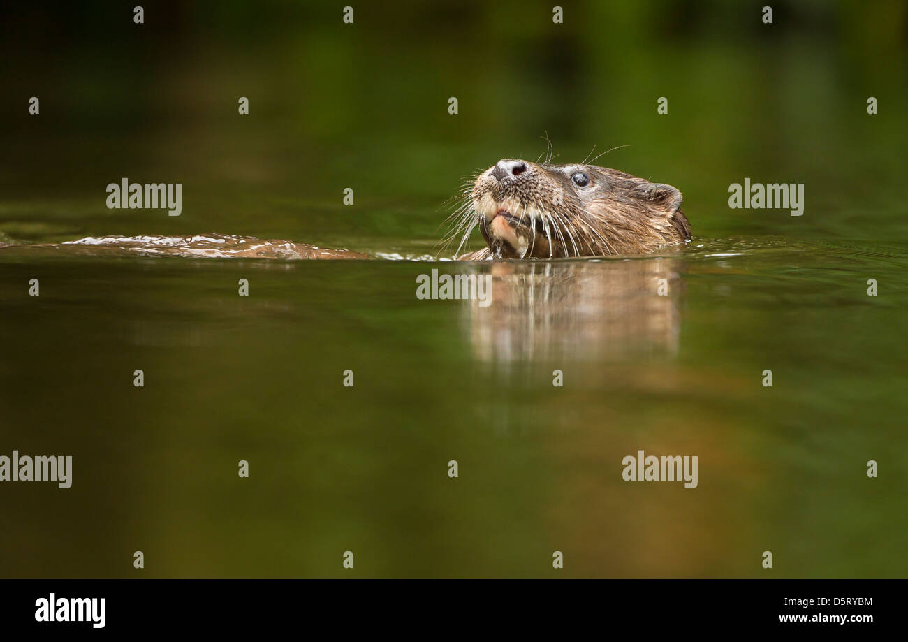 Swimming eye hi-res stock photography and images - Alamy