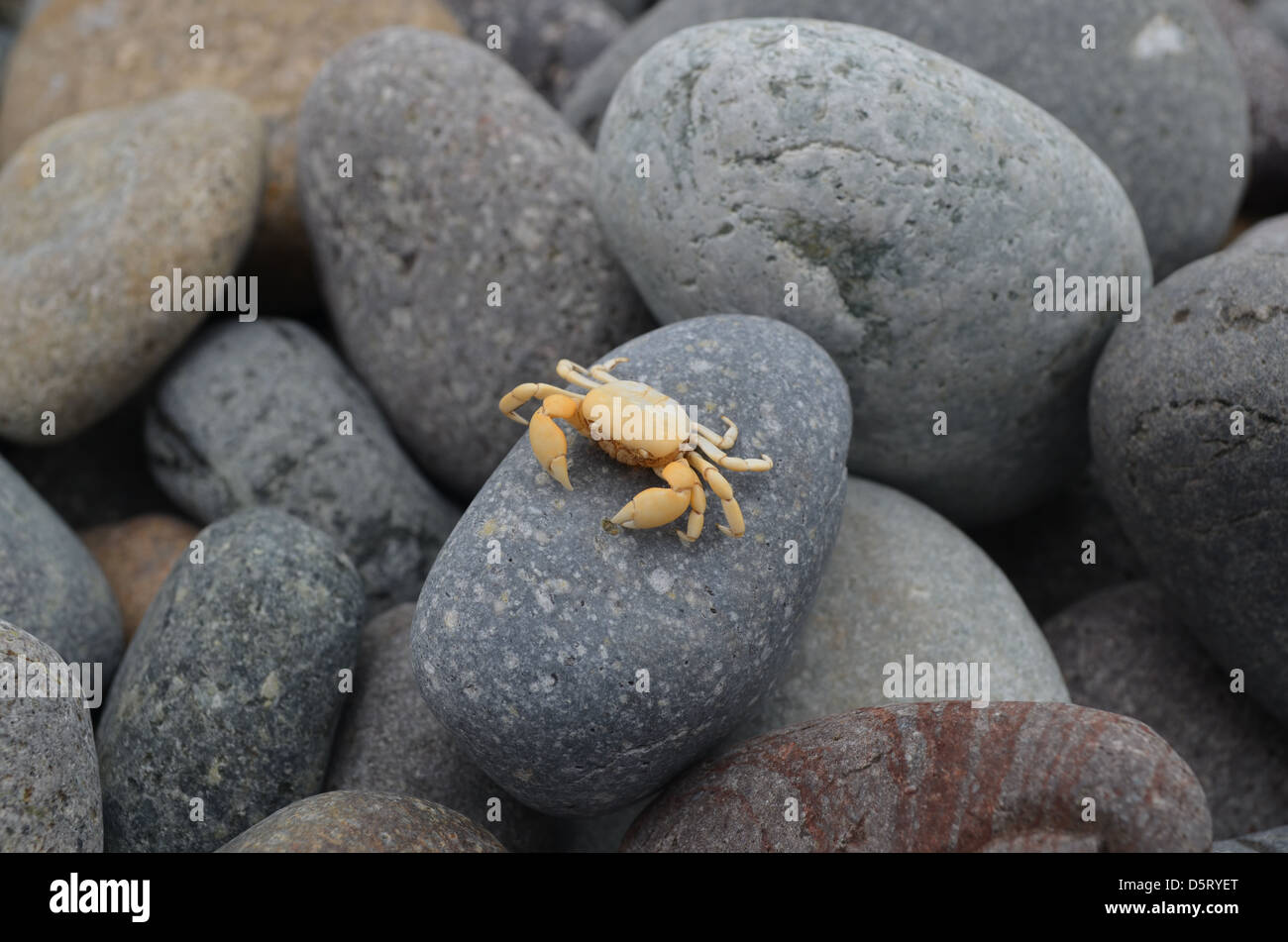 Small amphibians hi-res stock photography and images - Alamy