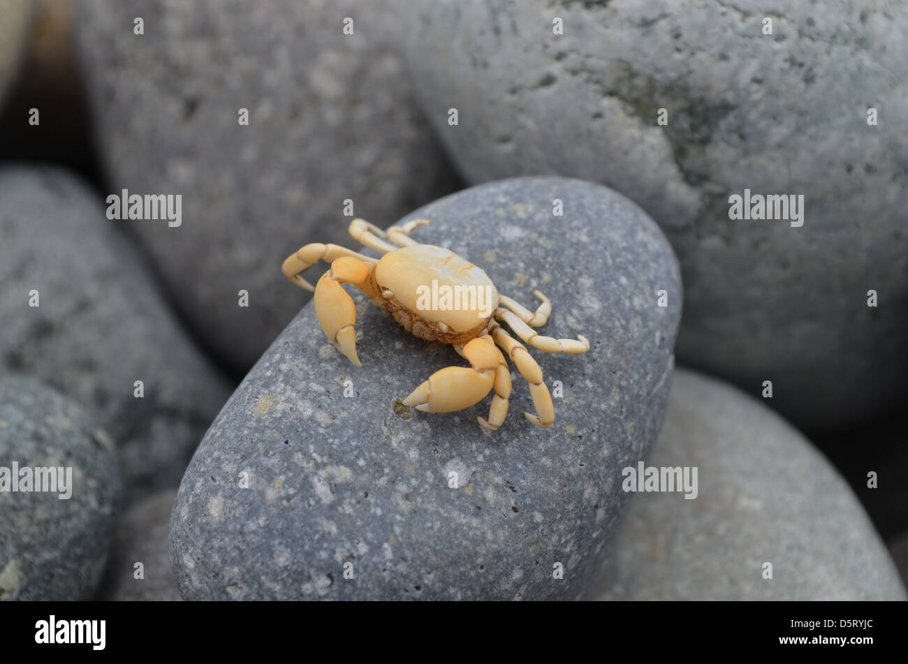 Small crab on a pebble Stock Photo - Alamy