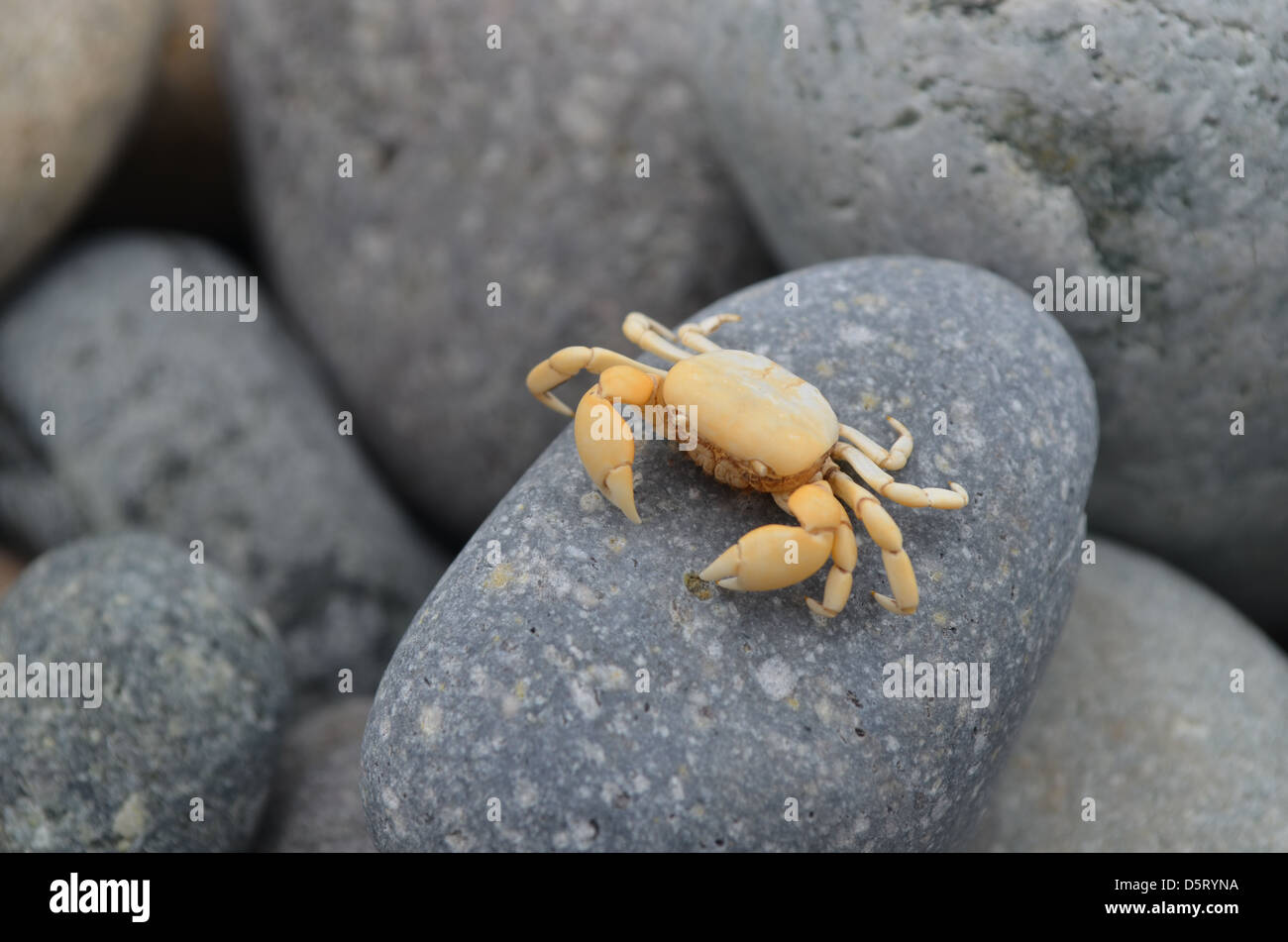 Small crab on a pebble Stock Photo - Alamy