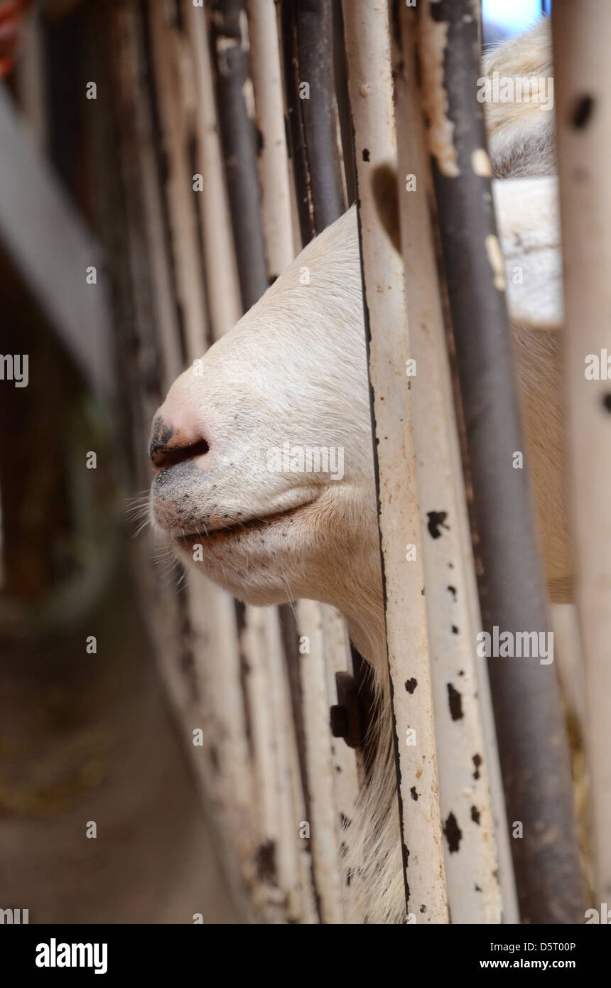 Goat nose hi-res stock photography and images - Alamy