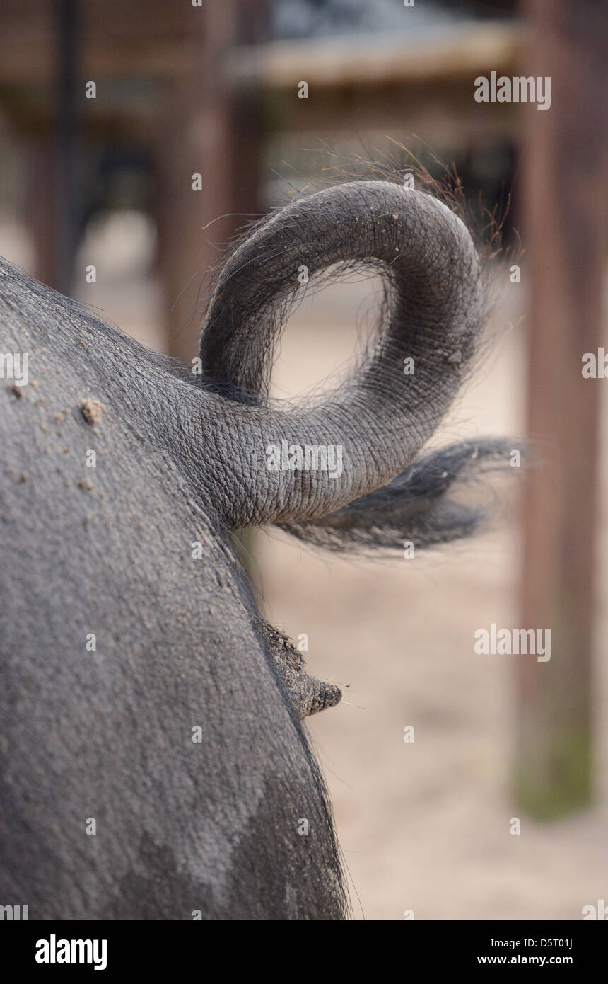 Pig curly tail hi-res stock photography and images - Alamy