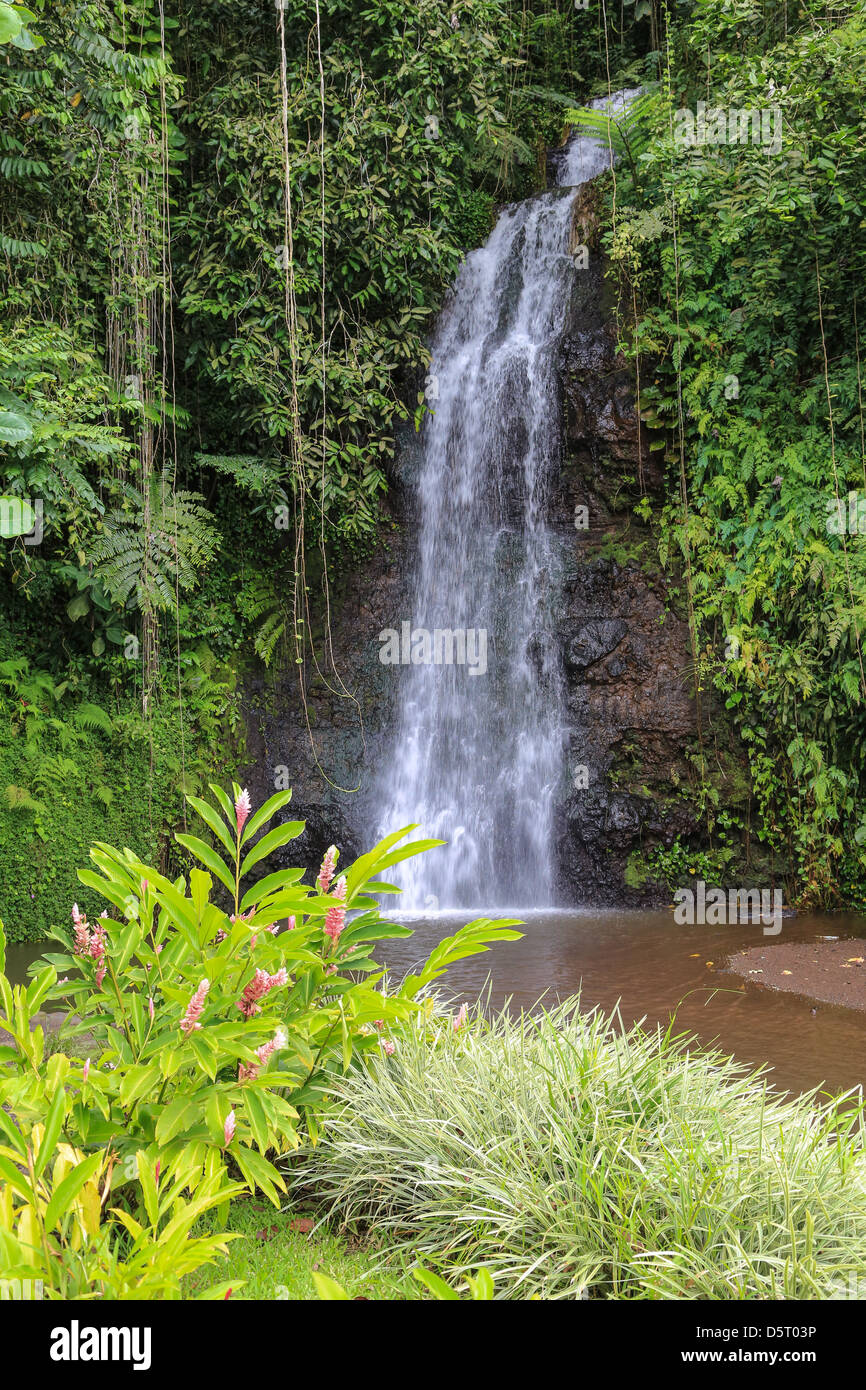 A waterfall and hanging vines at a botanical garden in Tahiti Stock ...