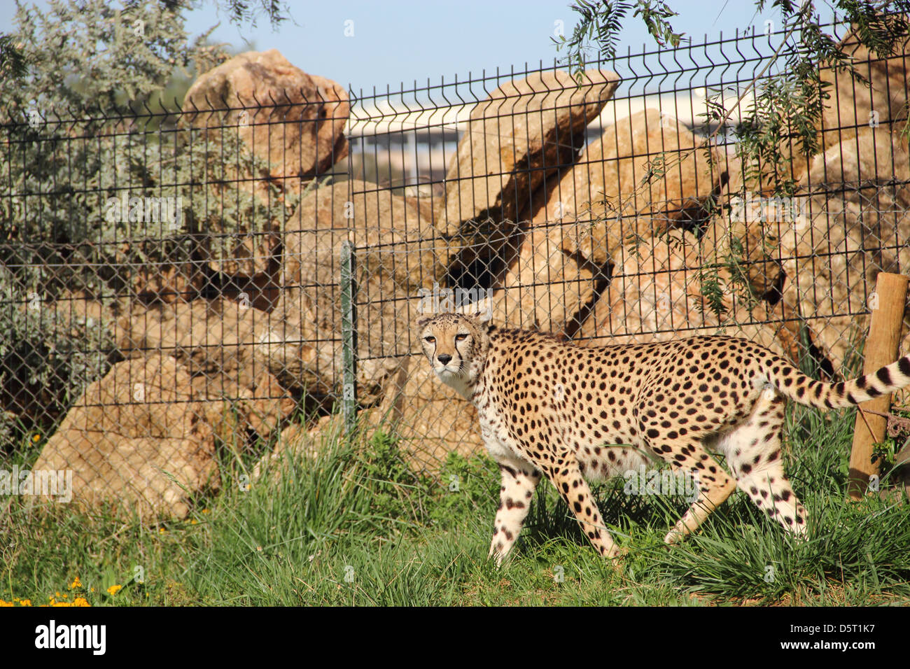 Cheetah looking into the camera hi-res stock photography and images - Alamy