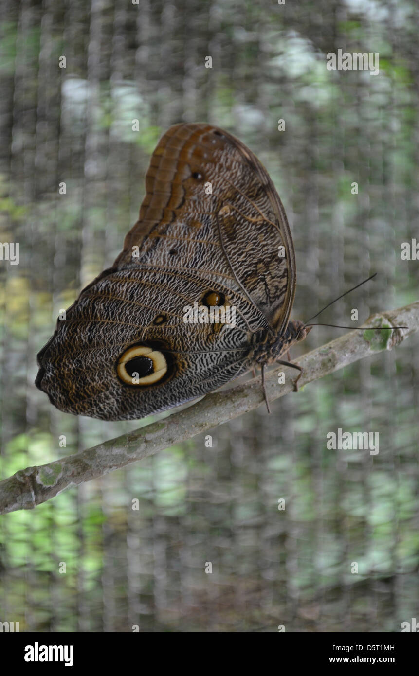 Amazonian Owl Butterfly, Pilipintuwasi, Iquitos, Peru Stock Photo - Alamy