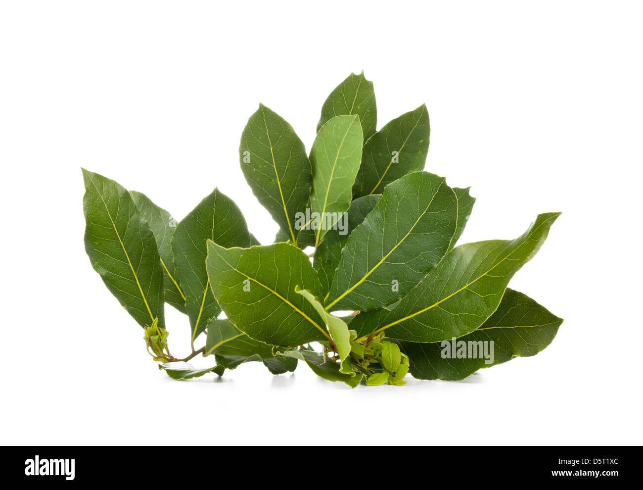 Laurel branches isolated on white Stock Photo - Alamy