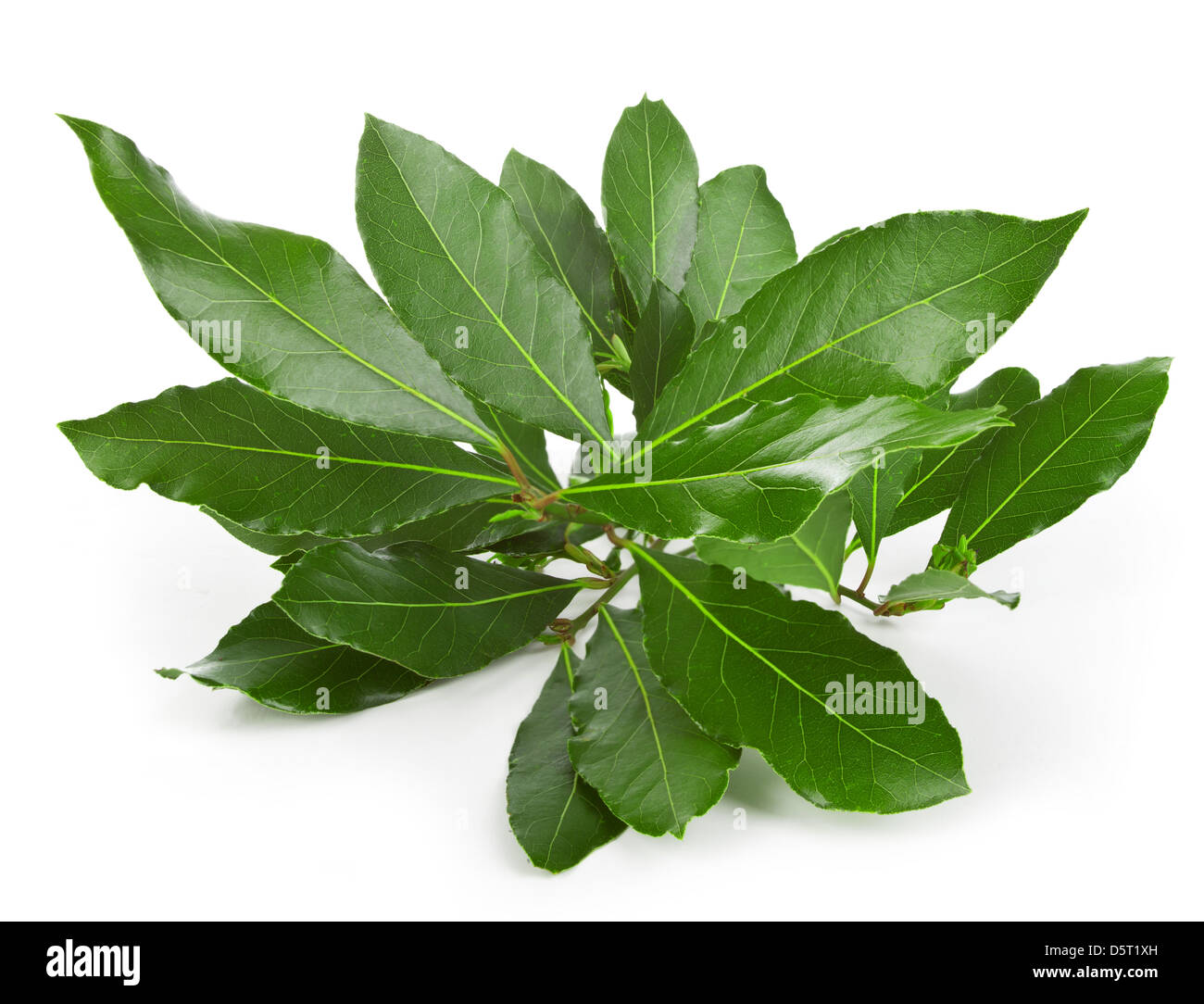 Branches isolated hi-res stock photography and images - Alamy