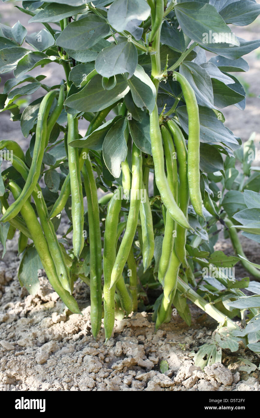 Fava beans hi-res stock photography and images - Alamy