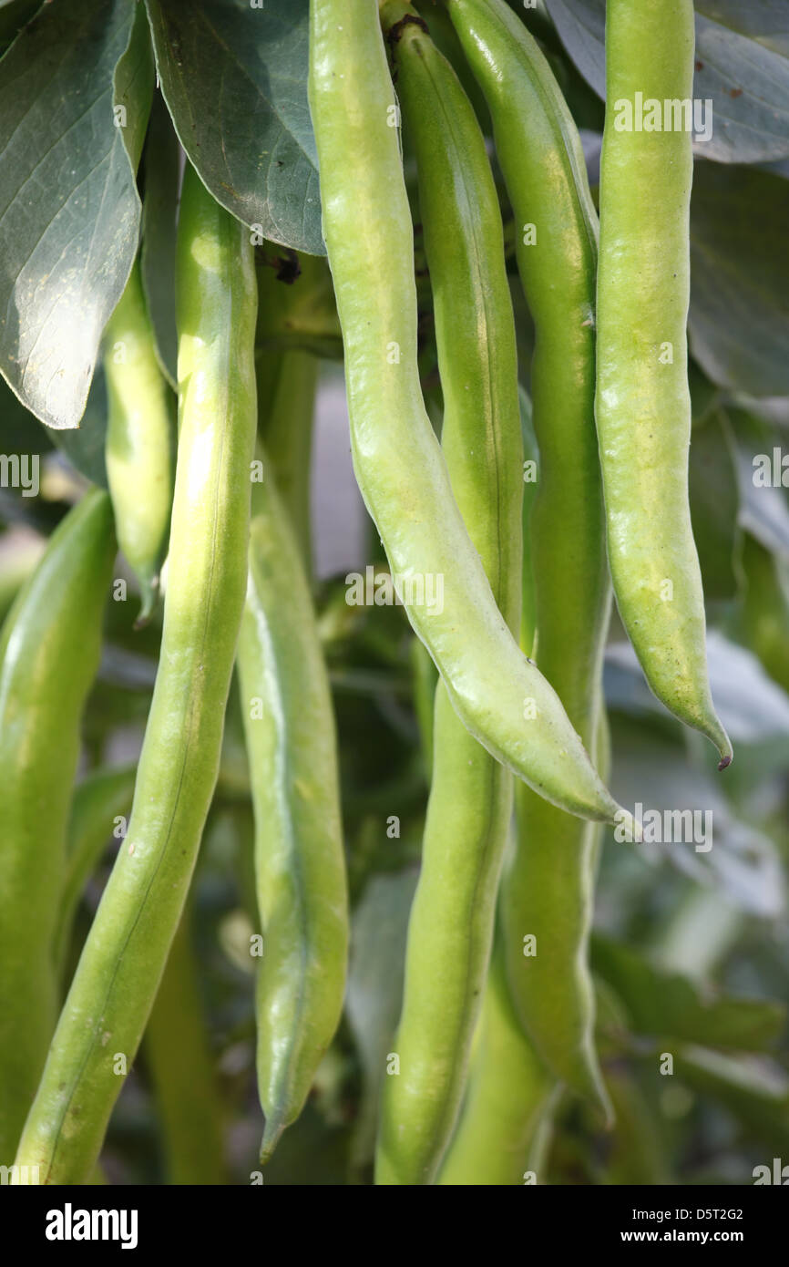 Fava beans hi-res stock photography and images - Alamy