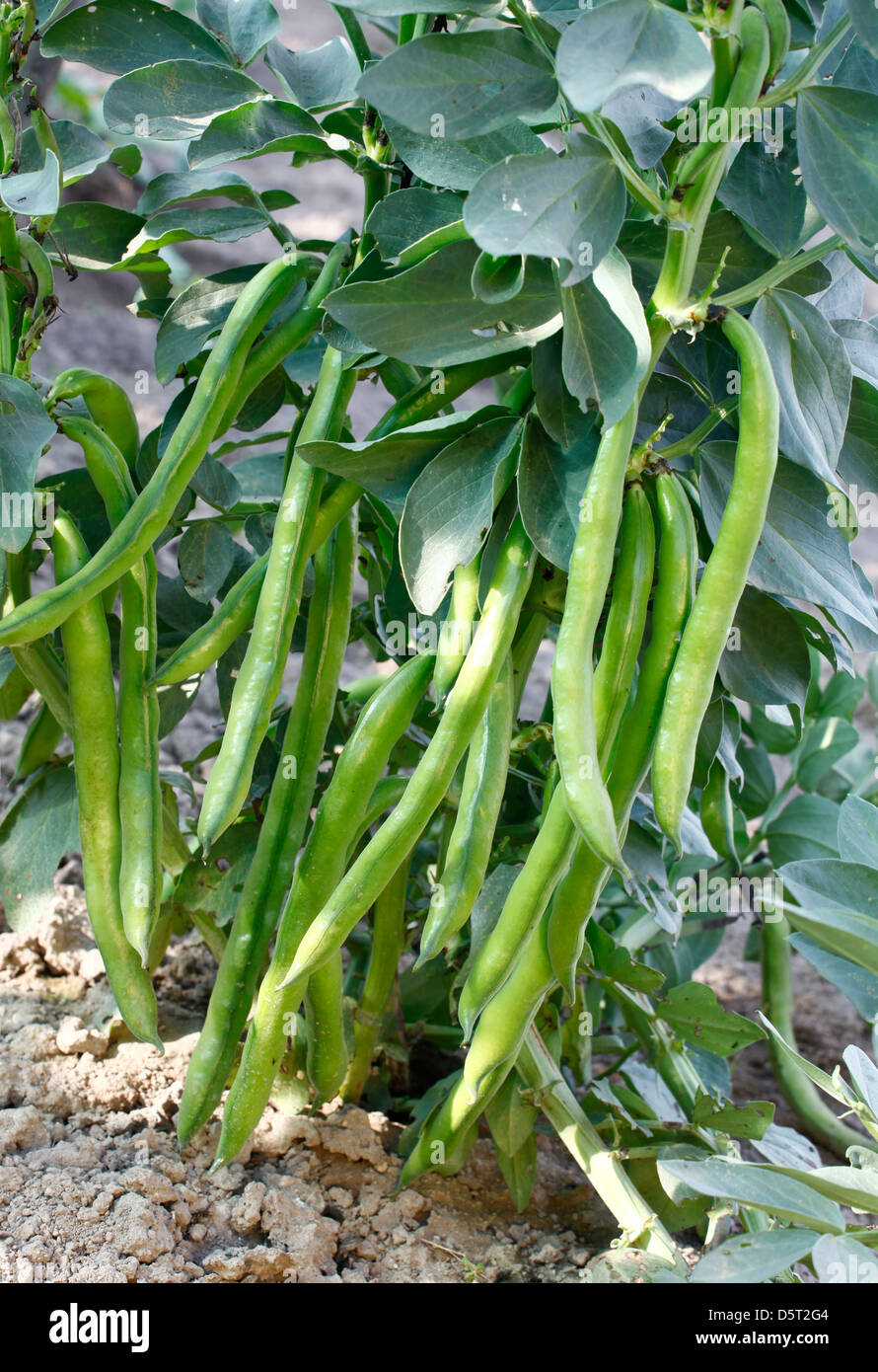 Cultivation of Fava beans in the field Stock Photo - Alamy