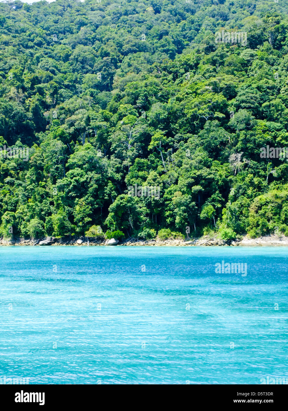 Tropical maritime tree hi-res stock photography and images - Alamy
